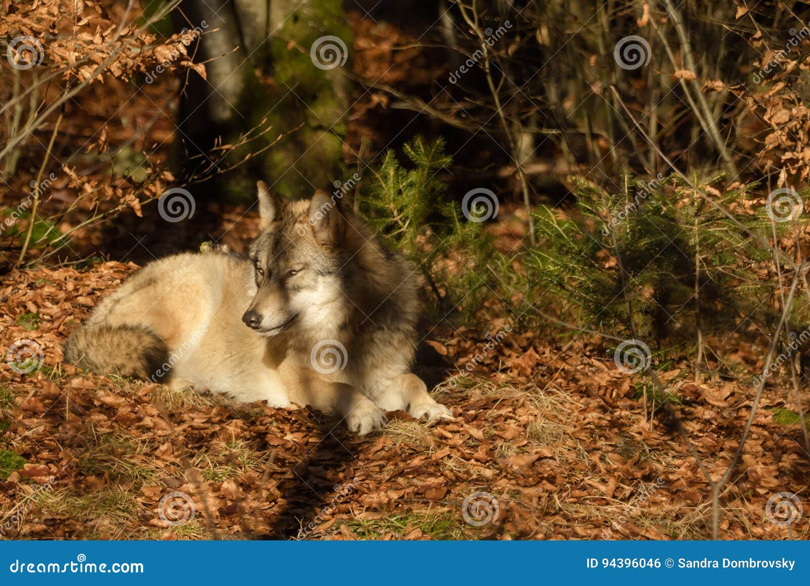 Wolf in the Forest, Animal Photography Stock Photo - Image of hunter ...