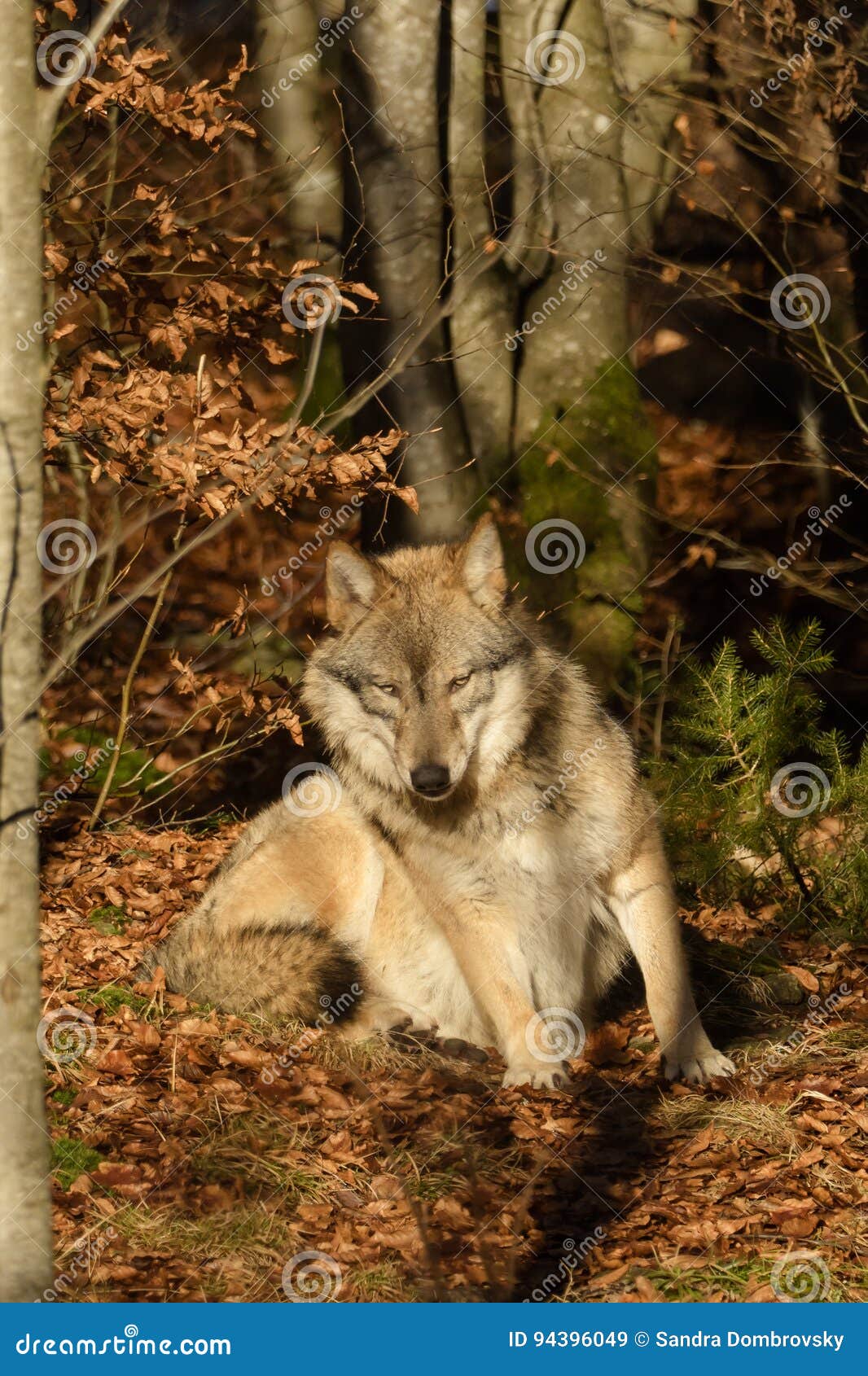 Wolf in the Forest, Animal Photography Stock Image - Image of canine ...