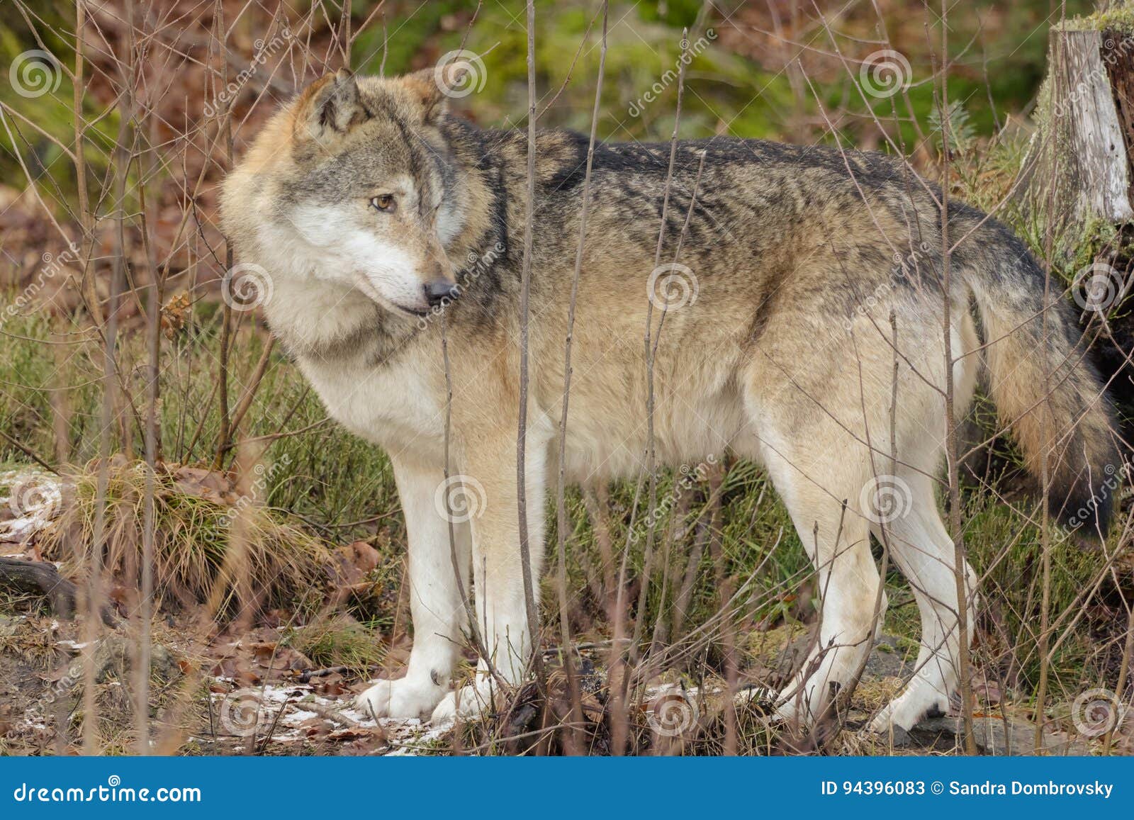 Wolf in the Forest, Animal Photography Stock Image - Image of bavarian ...