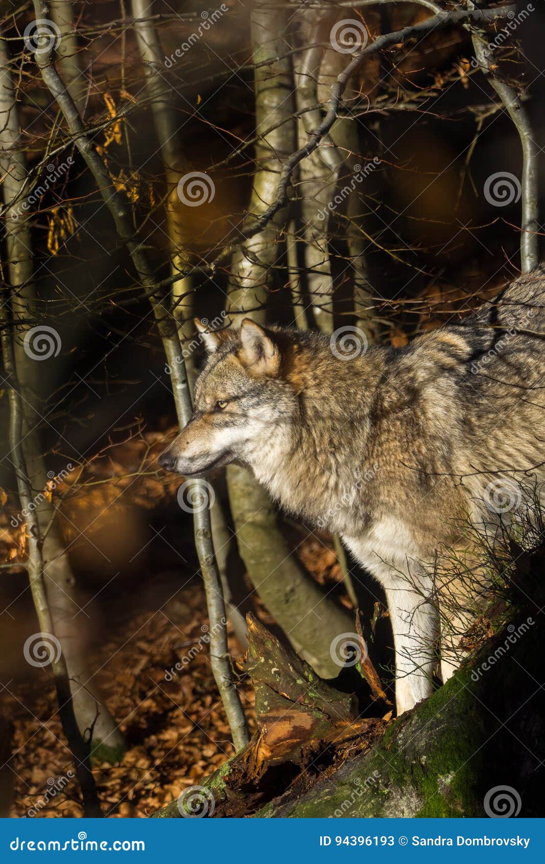 Wolf in the Forest, Animal Photography Stock Image - Image of mammal ...