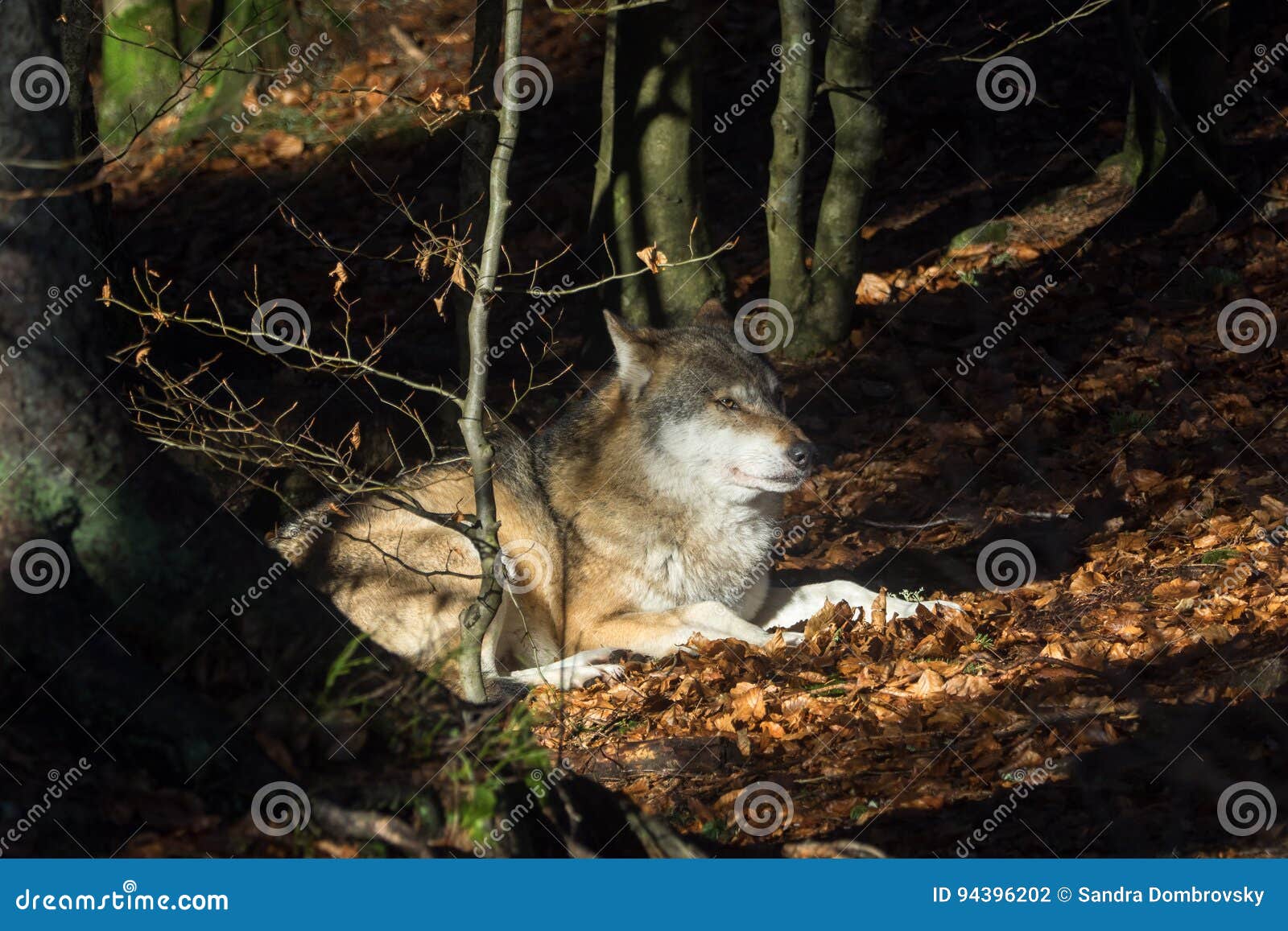 Wolf in the Forest, Animal Photography Stock Photo - Image of nature ...