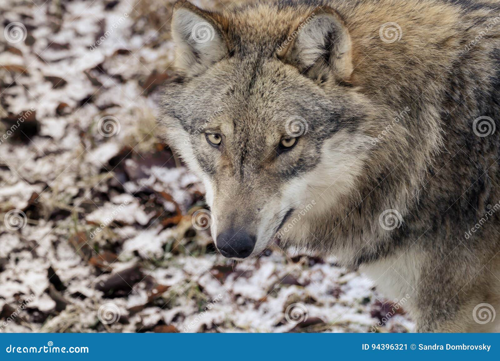Wolf in the Forest, Animal Photography Stock Image - Image of canine ...
