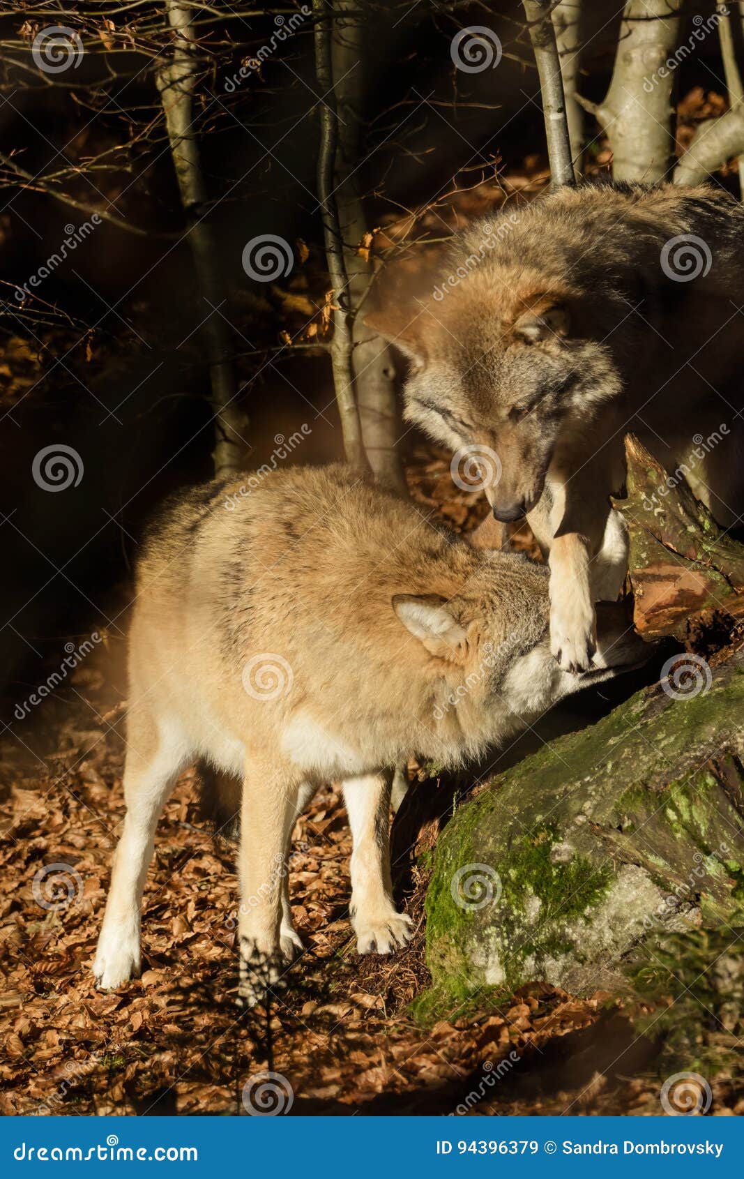 Wolf in the Forest, Animal Photography Stock Image - Image of grey ...