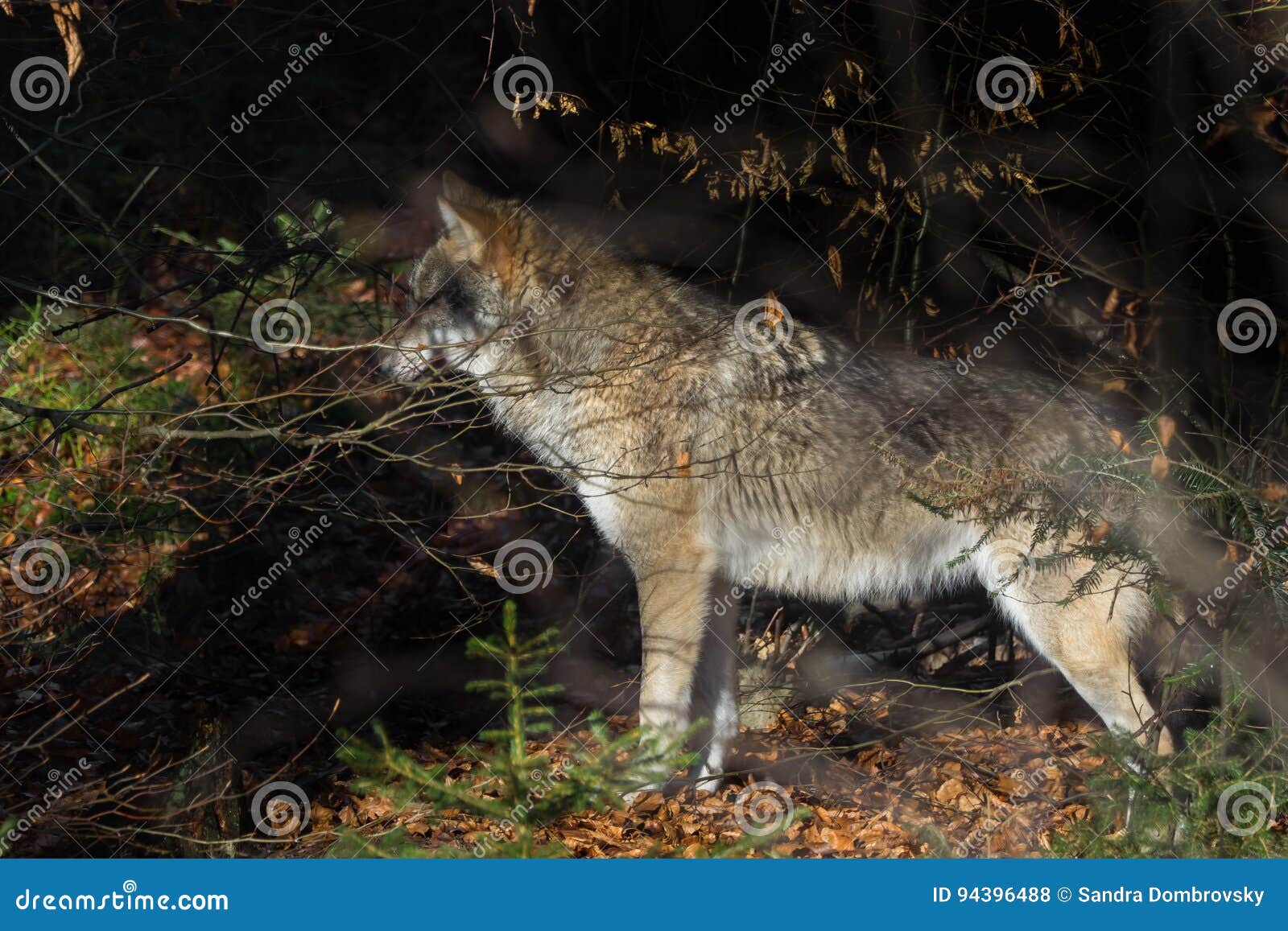 Wolf in the Forest, Animal Photography Stock Photo - Image of captive ...