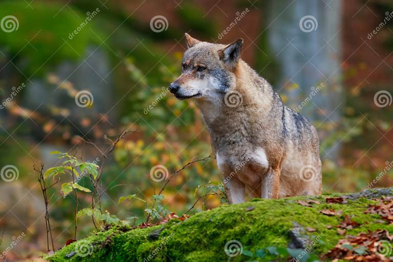Wolf in the forest stock photo. Image of animal, canine - 56687324