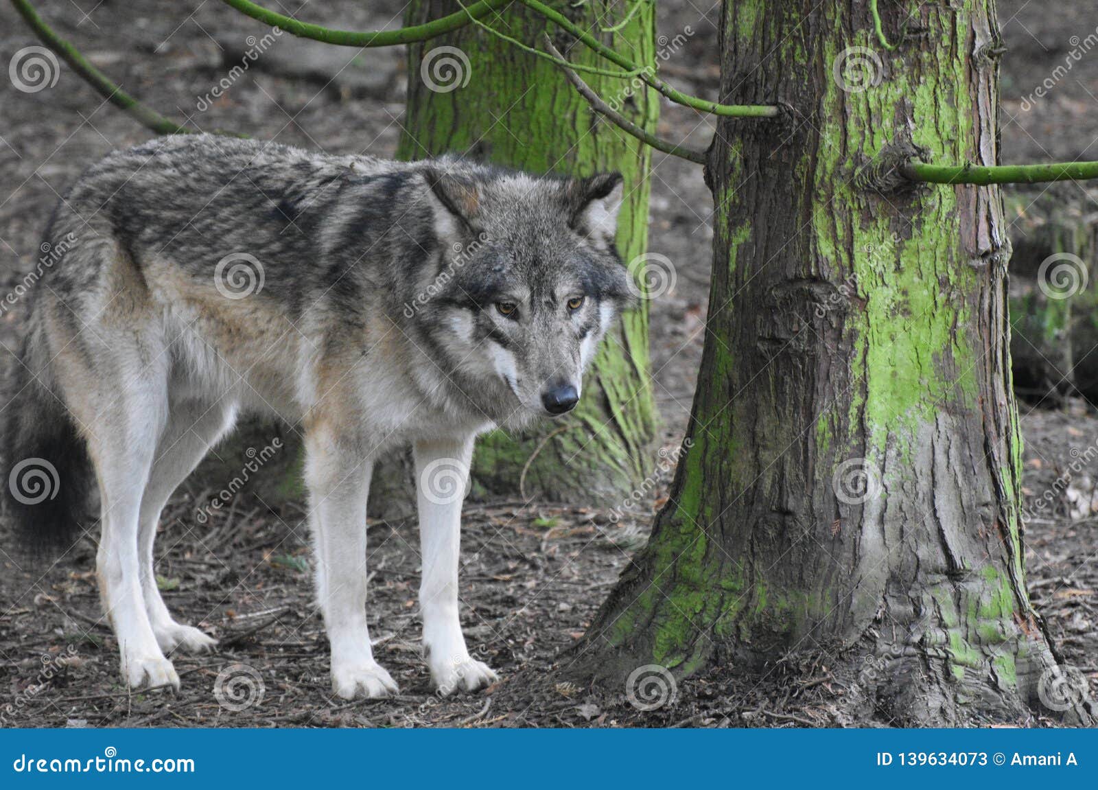 Wolf in the Forest stock image. Image of eurasian, horrific - 139634073