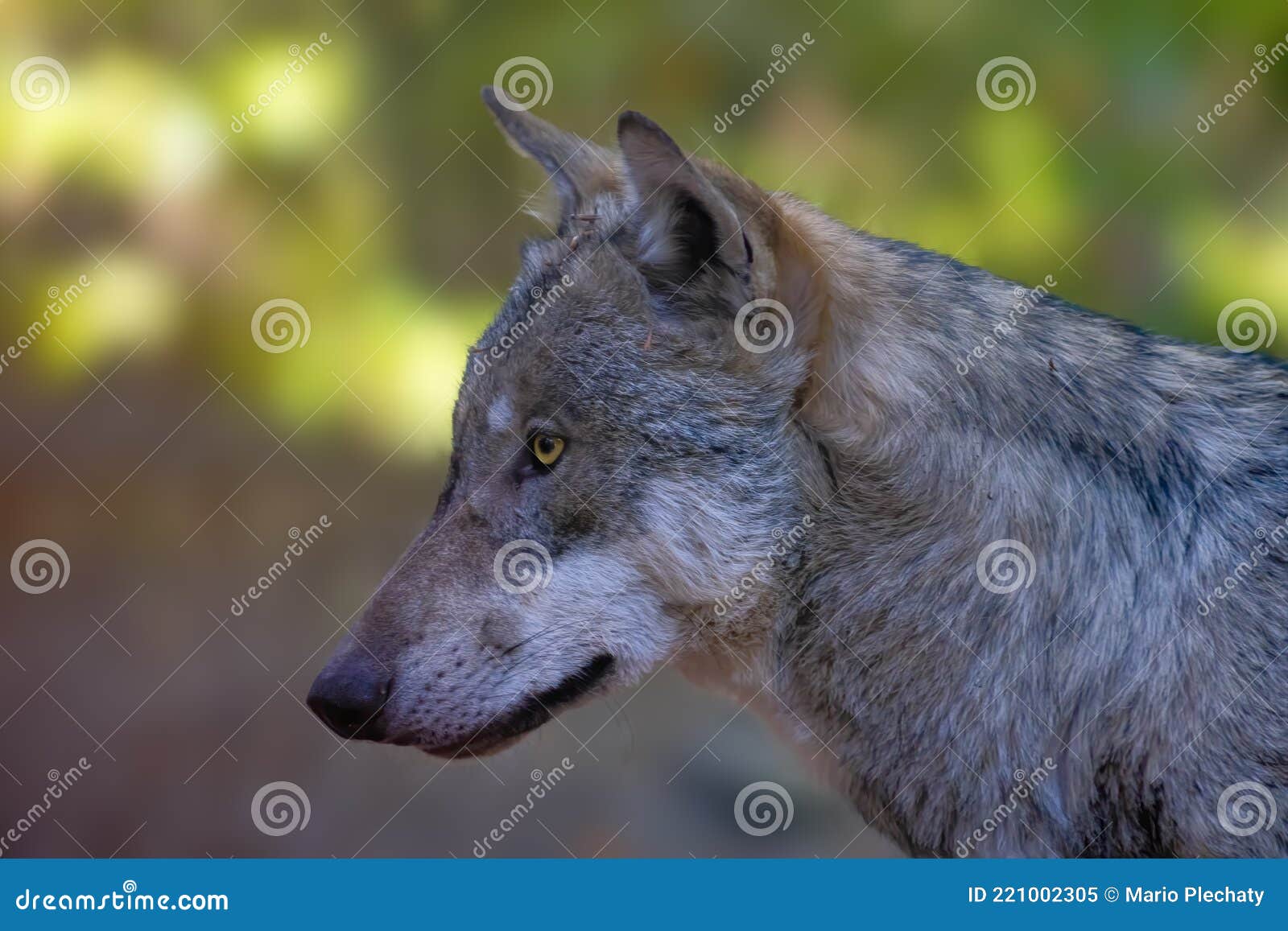 Wolf in the Forest Looking for Prey Stock Image - Image of closeup ...