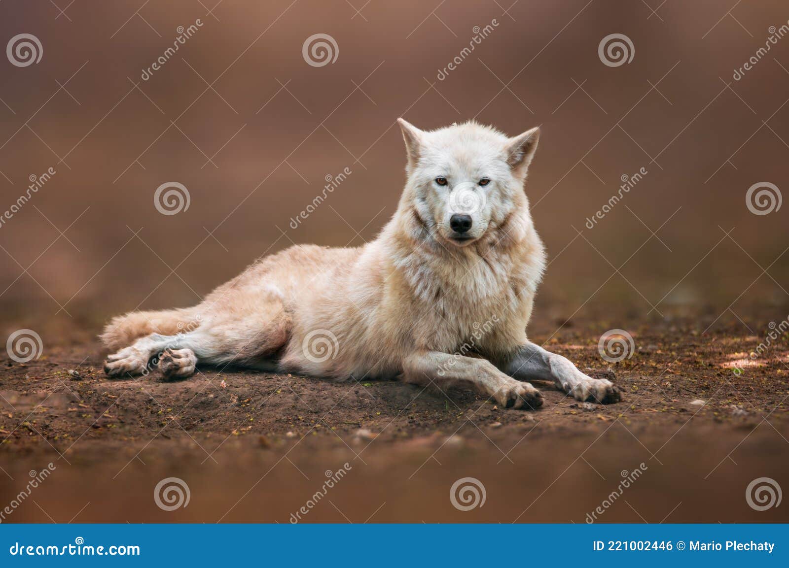 Wolf in the Forest Looking for Prey Stock Photo - Image of closeup ...