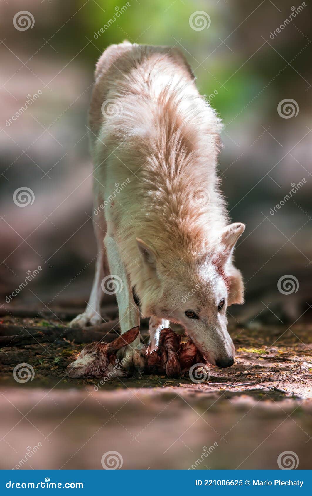 Wolf in the Forest Looking for Prey Stock Image - Image of face, hunter ...