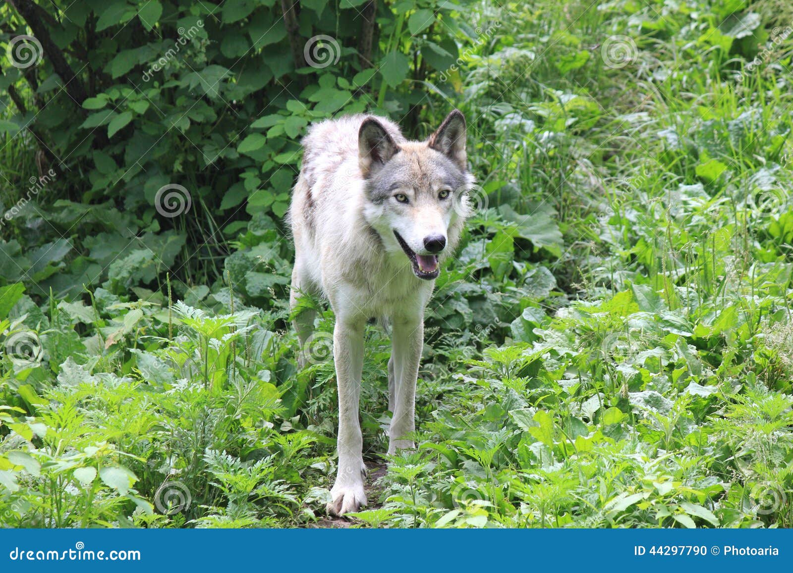 Wolf In The Forest Stock Photography | CartoonDealer.com #56687324