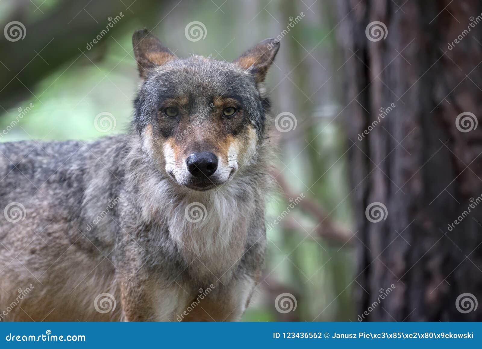 Wolf in the Forest, a Portrait Stock Photo - Image of wildlife, brown ...