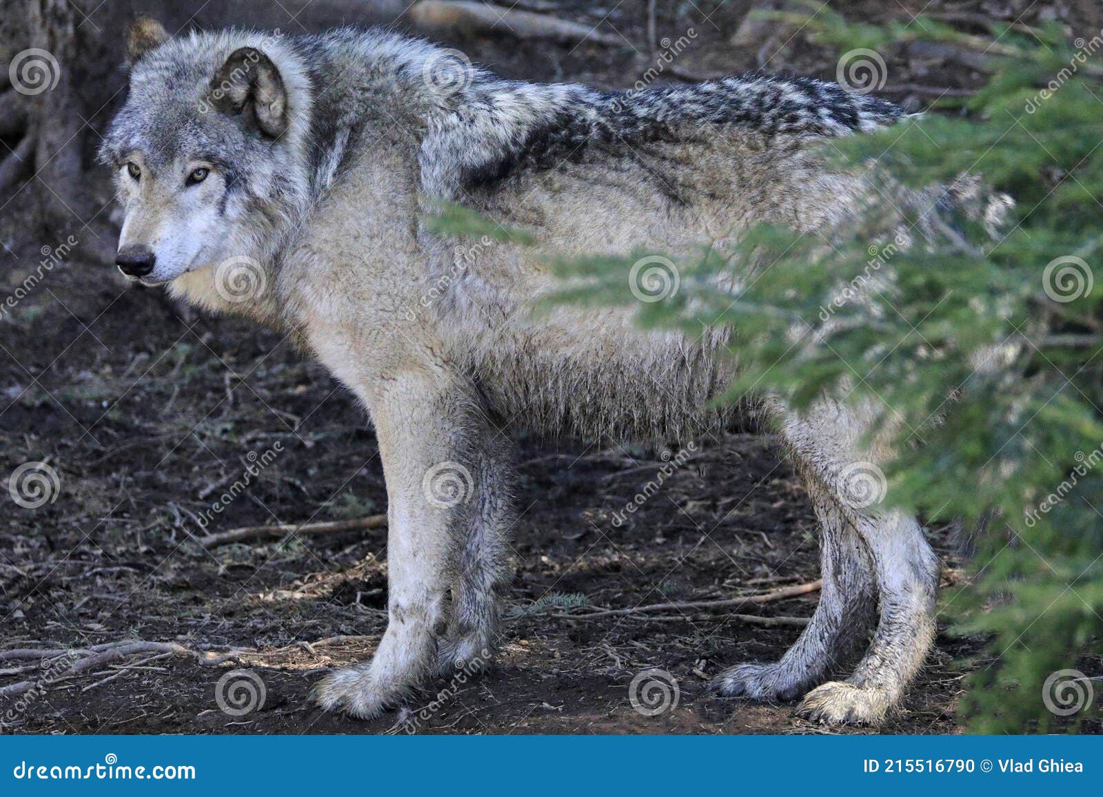 Wolf in the Forest, Quebec, Canada Stock Photo - Image of animal ...