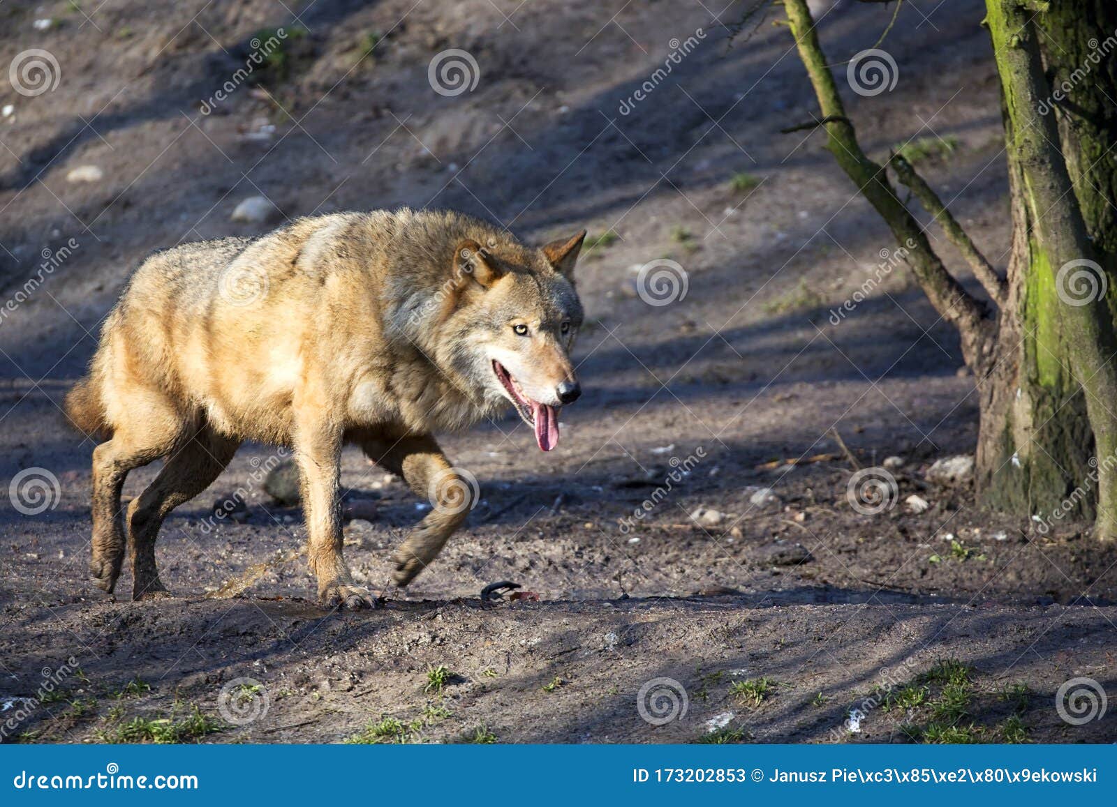 Wolf in the forest stock image. Image of wild, nature - 173202853