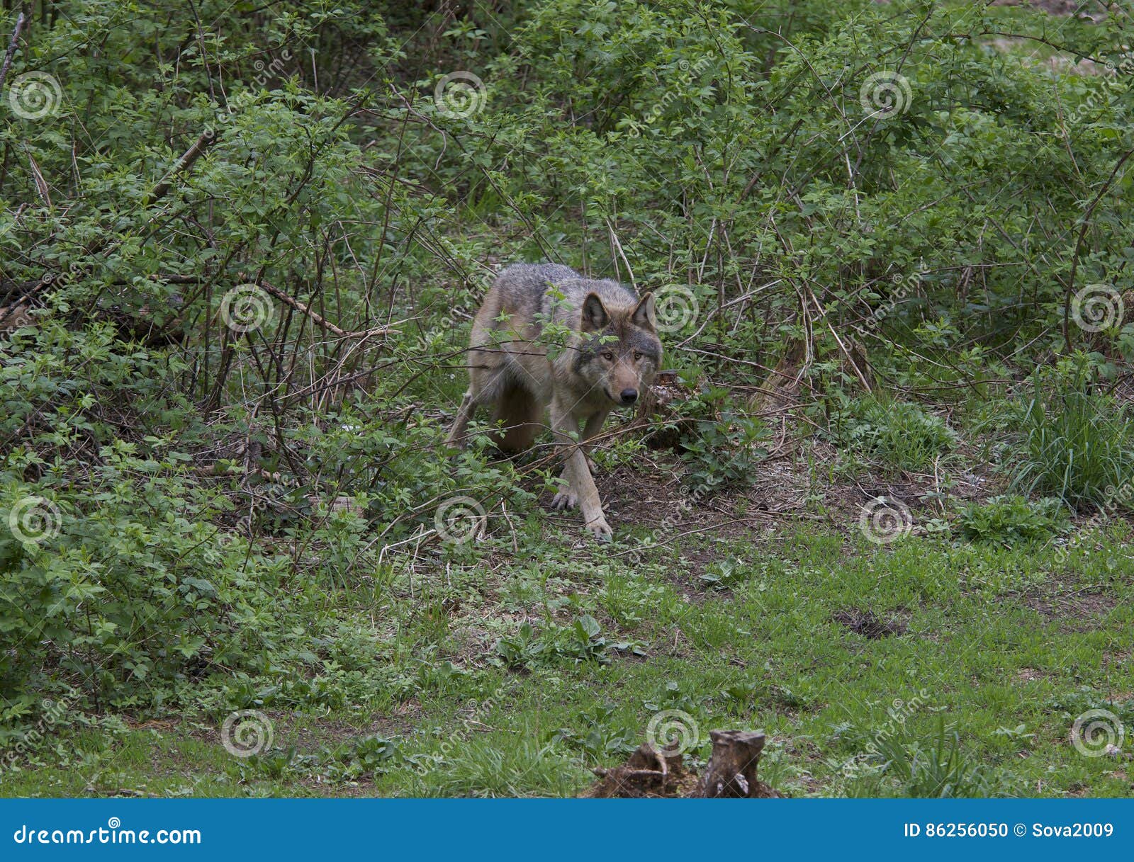 Wolf stock photo. Image of feet, trees, grey, flowers - 86256050