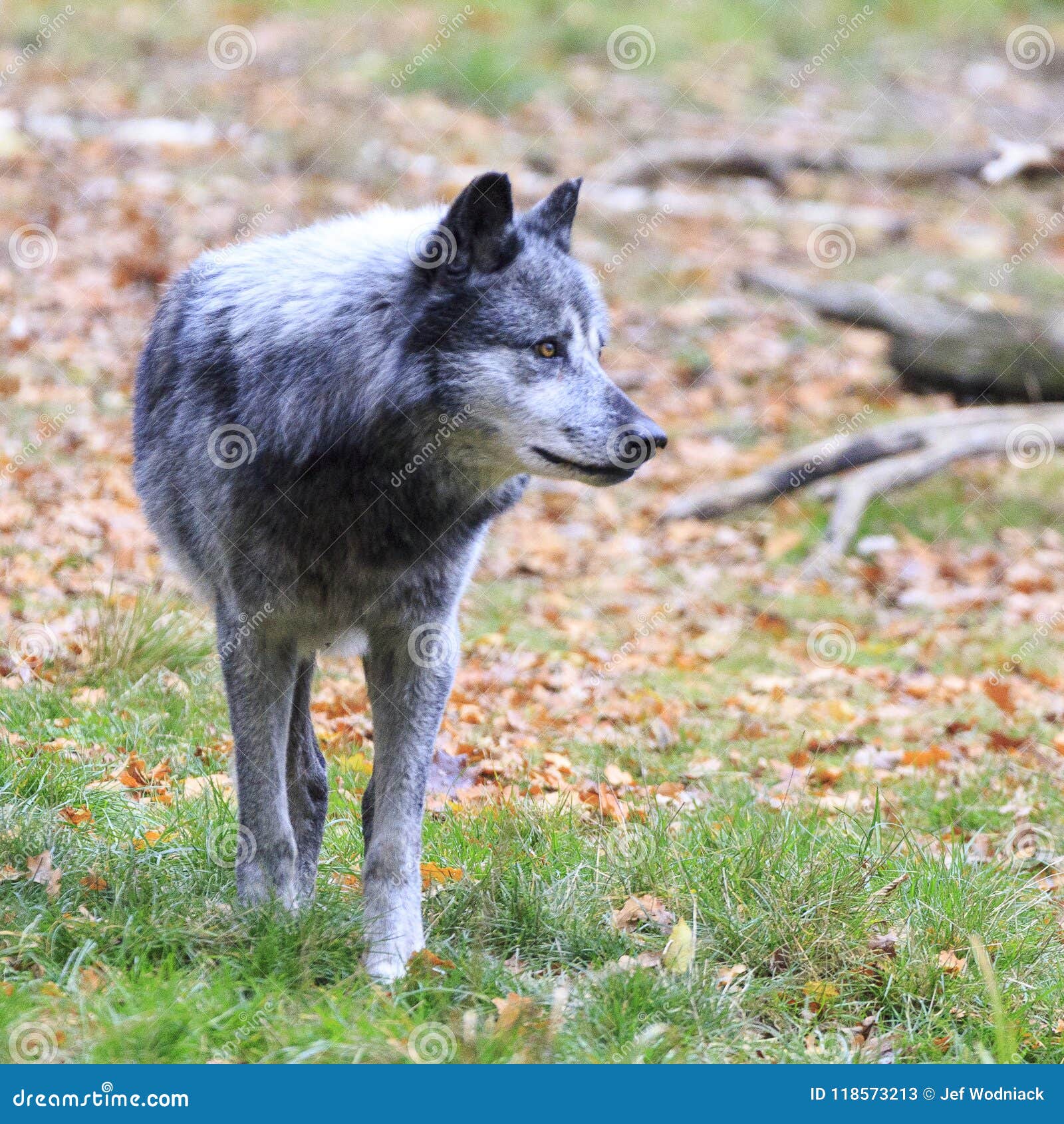 Wolf in the forest stock image. Image of wild, portrait - 118573213