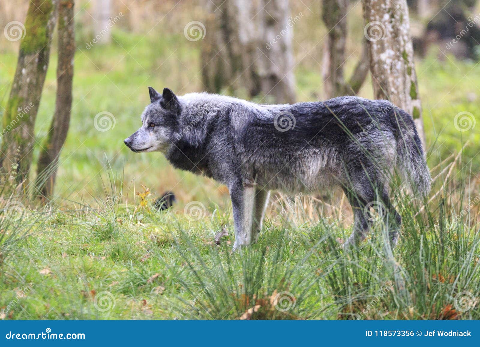 Wolf in the forest stock photo. Image of grey, timber - 118573356