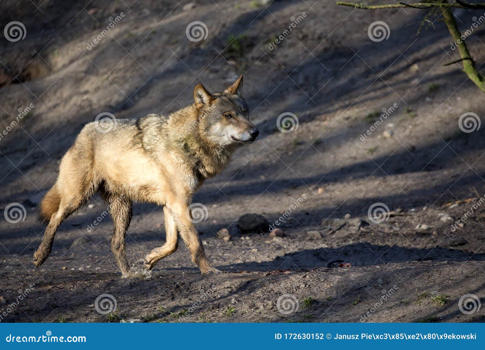 Wolf in the forest stock photo. Image of grey, wild - 172630152
