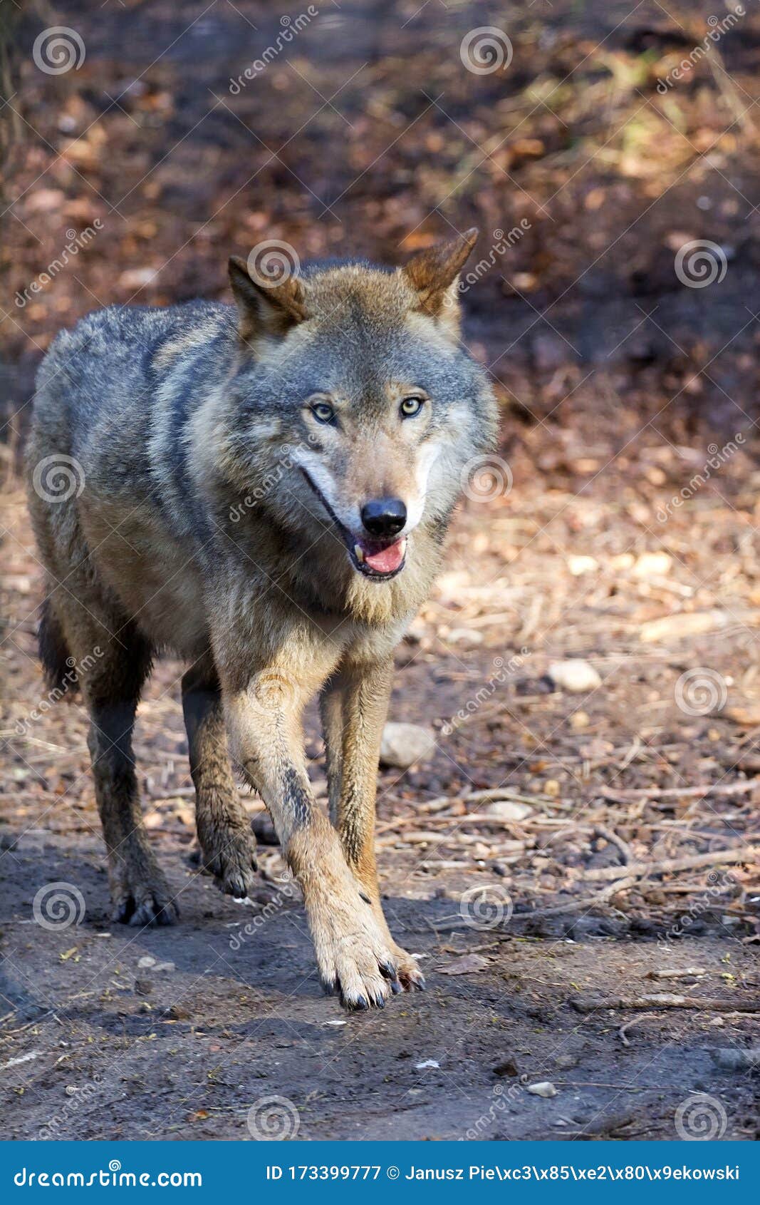 Wolf in the forest stock image. Image of hunt, brown - 173399777
