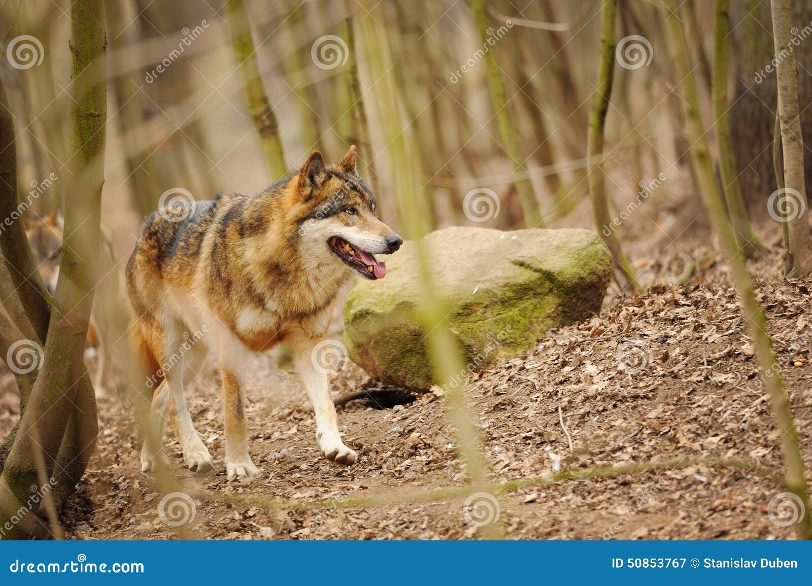 Wolf in the forrest stock image. Image of riding, hunting - 50853767