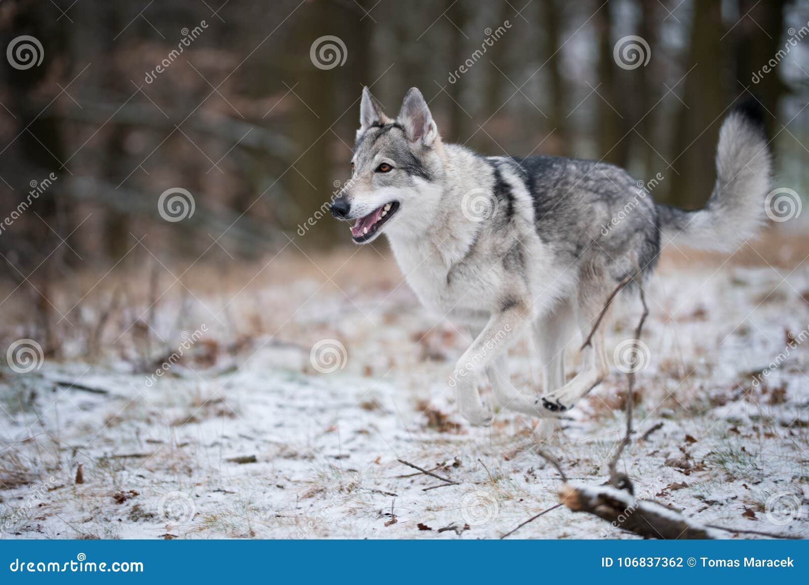 Wolf in forrest in winter stock photo. Image of animal - 106837362