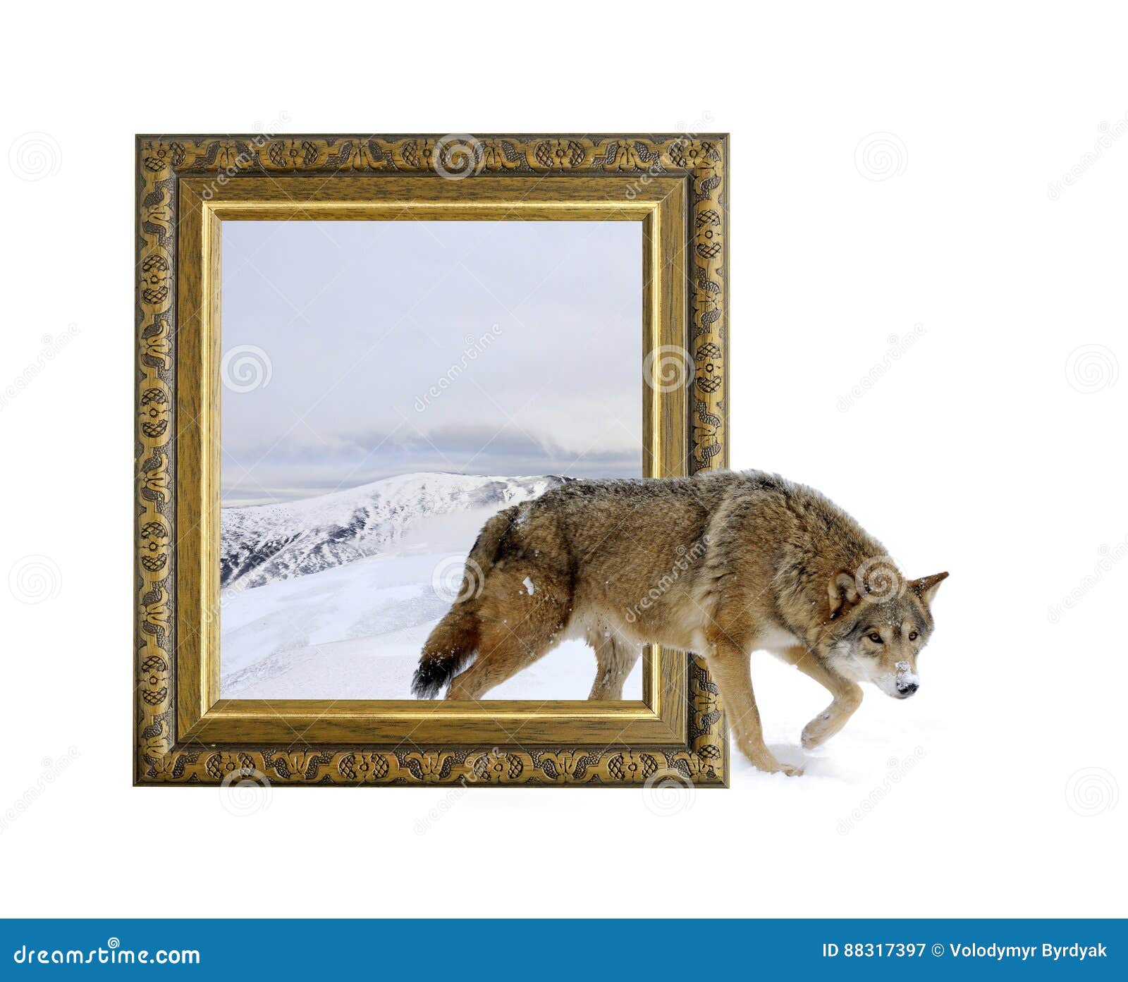 Wolf in Frame with 3d Effect Stock Image - Image of banner, graphic ...