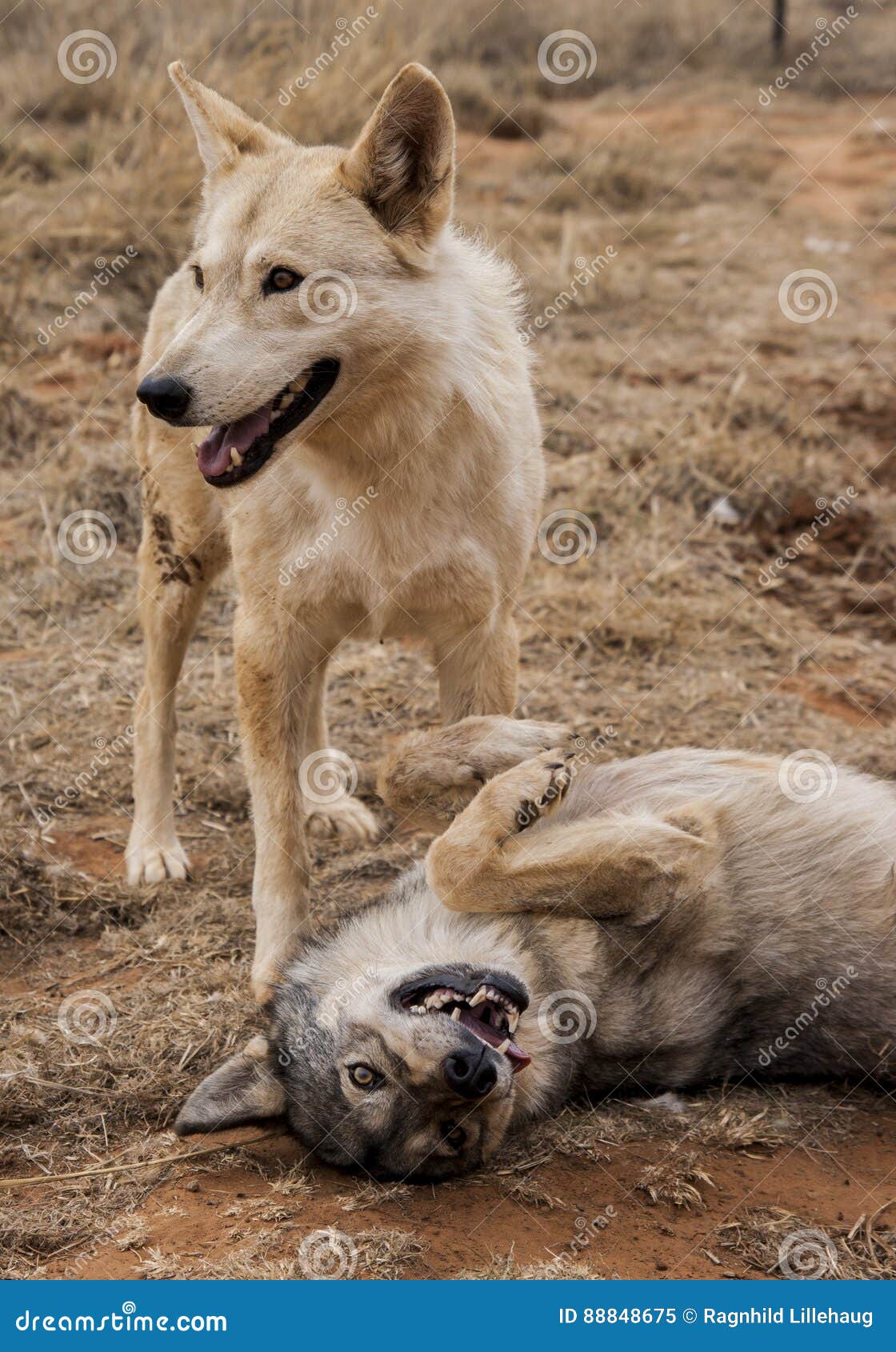 Wolf Friends Smiling and Playing Stock Image - Image of playing, africa ...