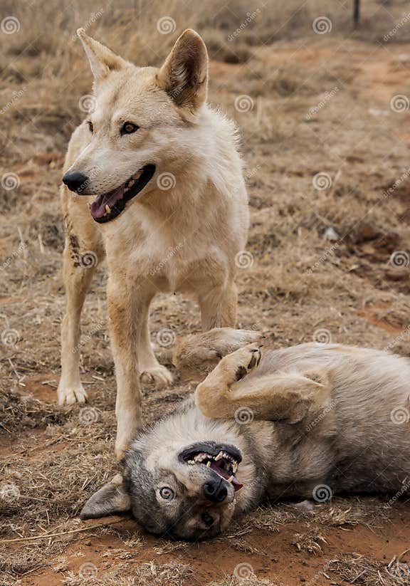 Wolf Friends Smiling and Playing Stock Image - Image of playing, africa ...