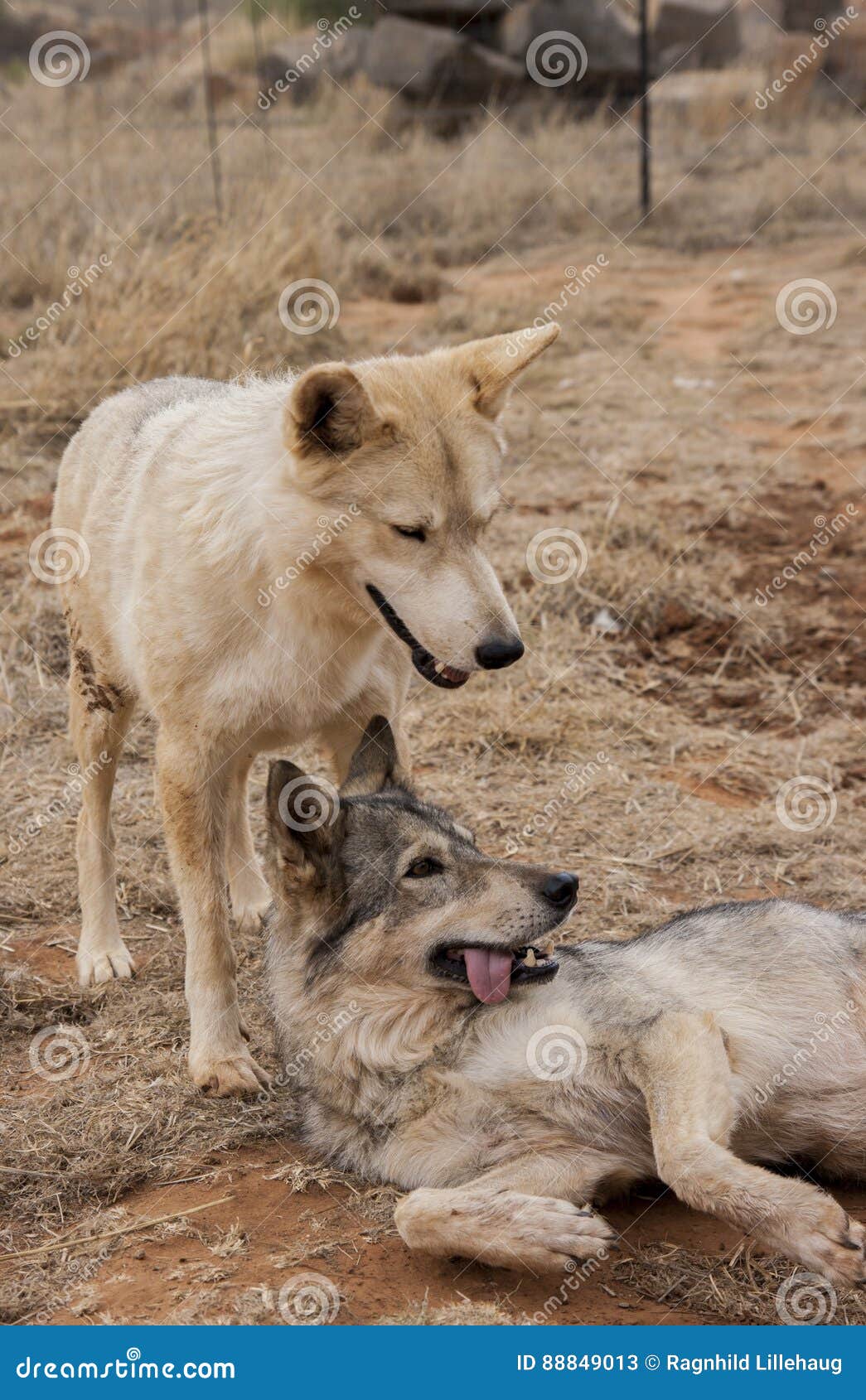 Wolf Friends Smiling and Playing Stock Image - Image of face, field ...