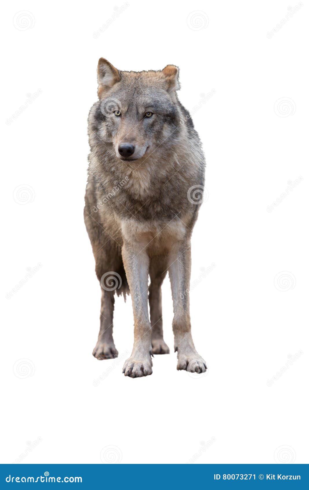 Wolf from the Front on White Background Stock Image - Image of ...