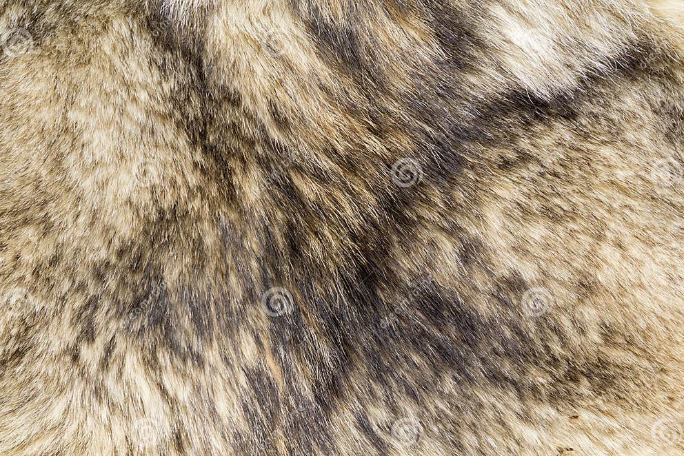 Wolf fur texture stock photo. Image of closeup, texture - 69998446
