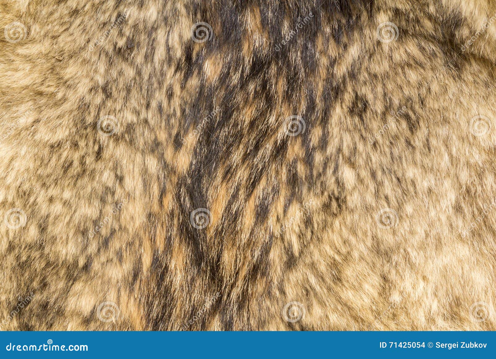 Wolf fur texture stock photo. Image of nature, background - 71425054