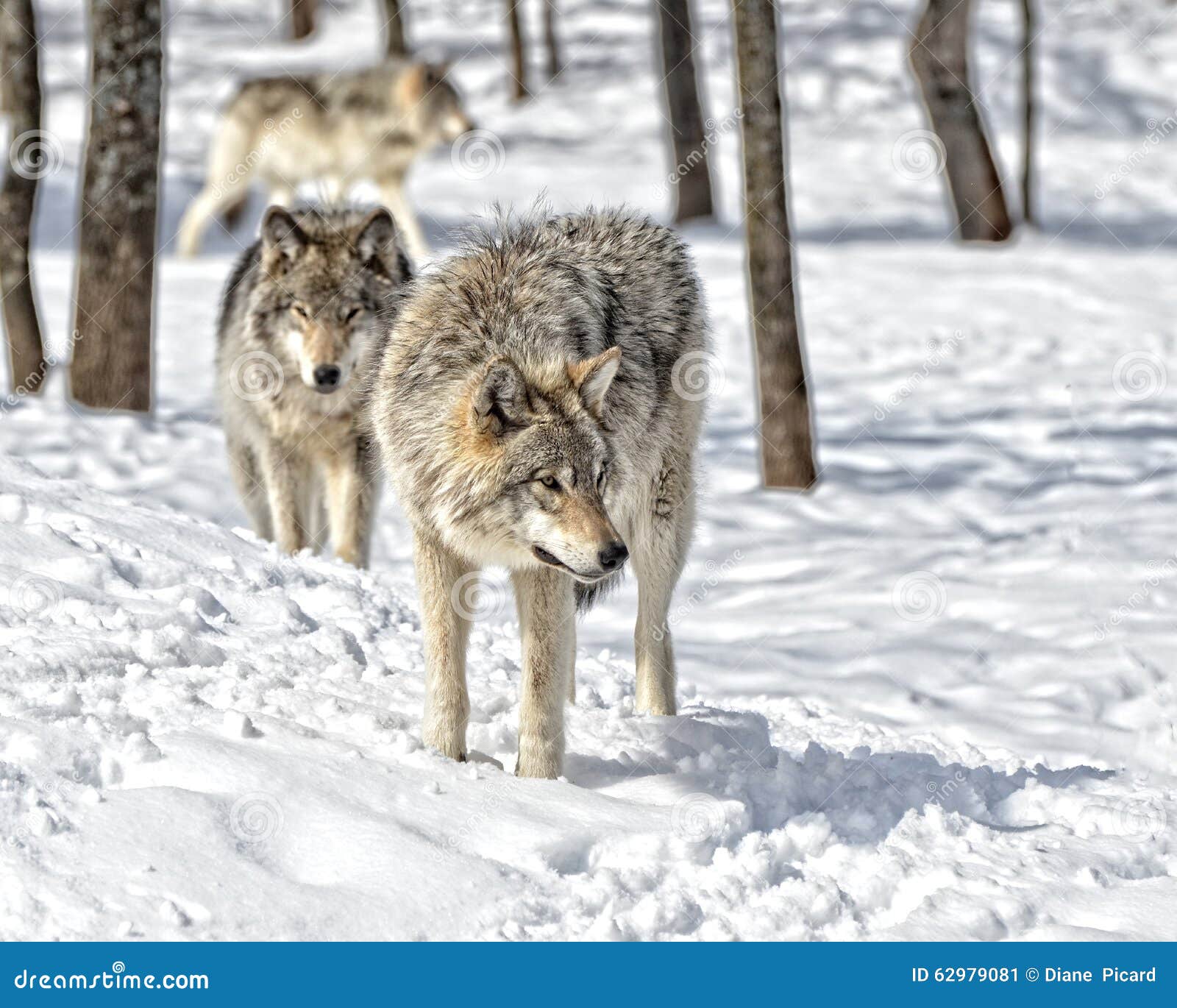 Wolf Gathering stock image. Image of animal, grey, nature - 62979081