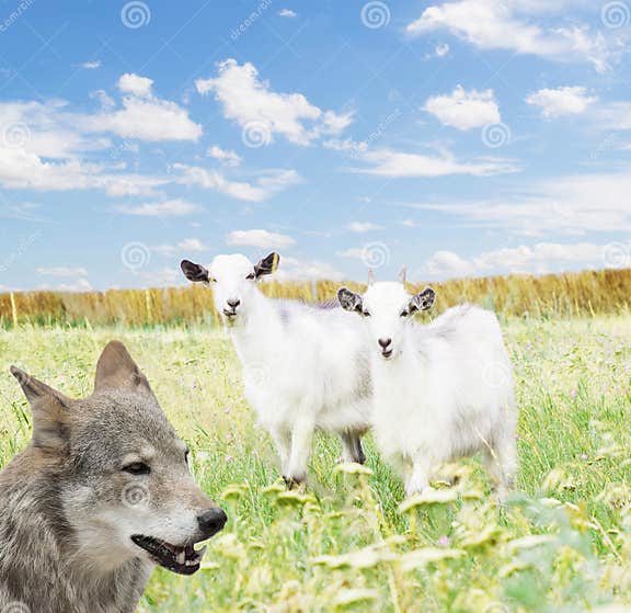 Wolf and goats stock image. Image of summer, farm, agriculture - 59838581
