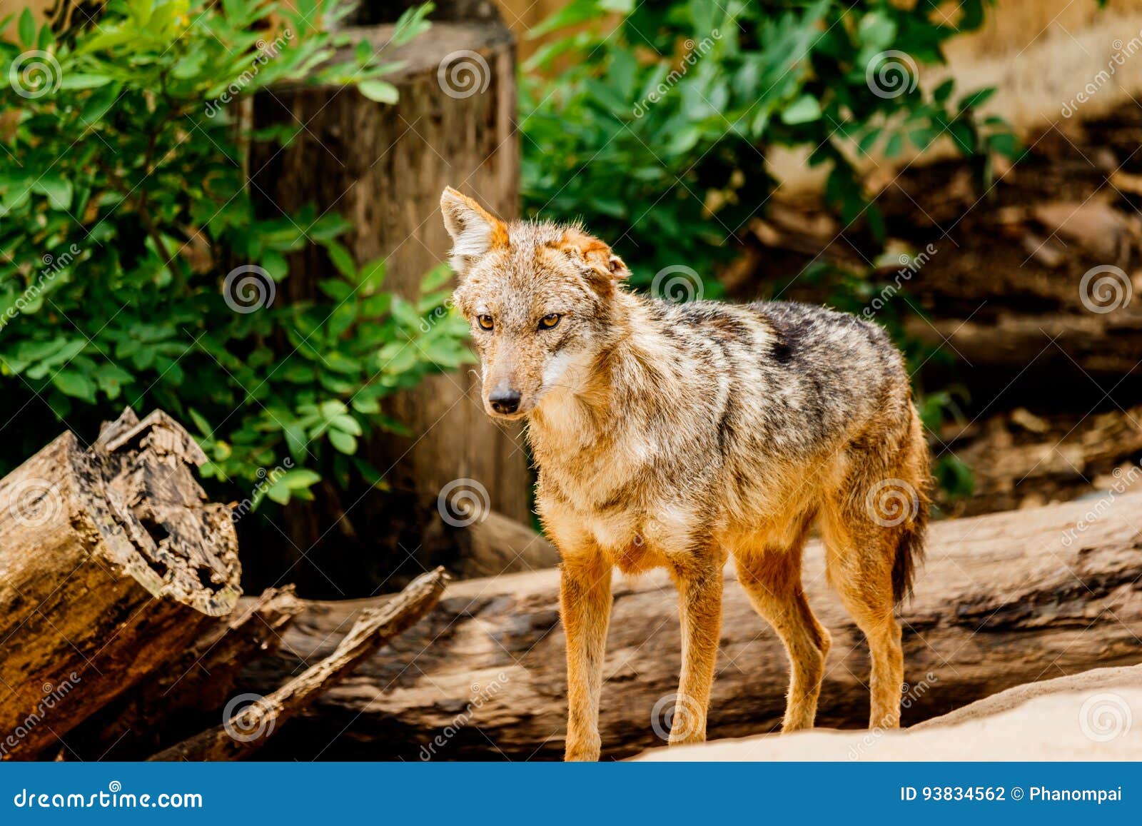 Wolf Goes Down the Path in the Forest. Stock Photo - Image of european ...