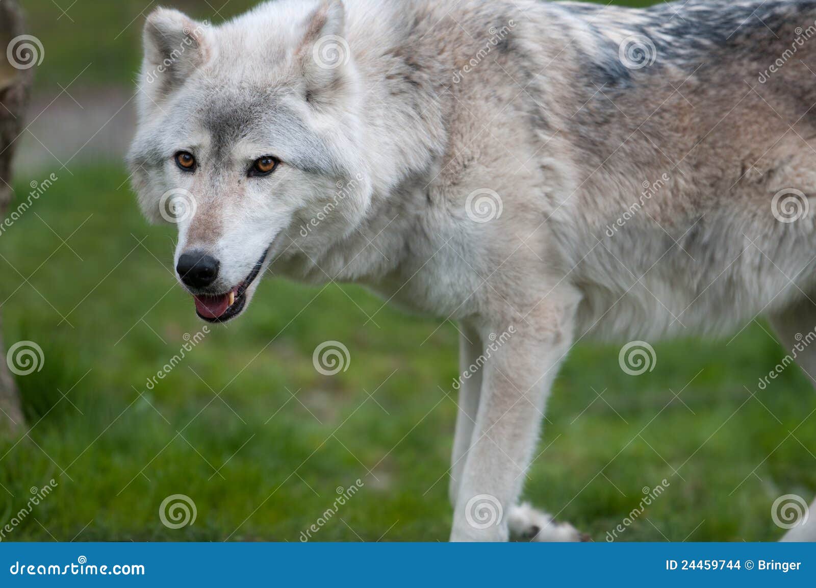 Wolf in Grass stock photo. Image of teeth, pretty, white - 24459744
