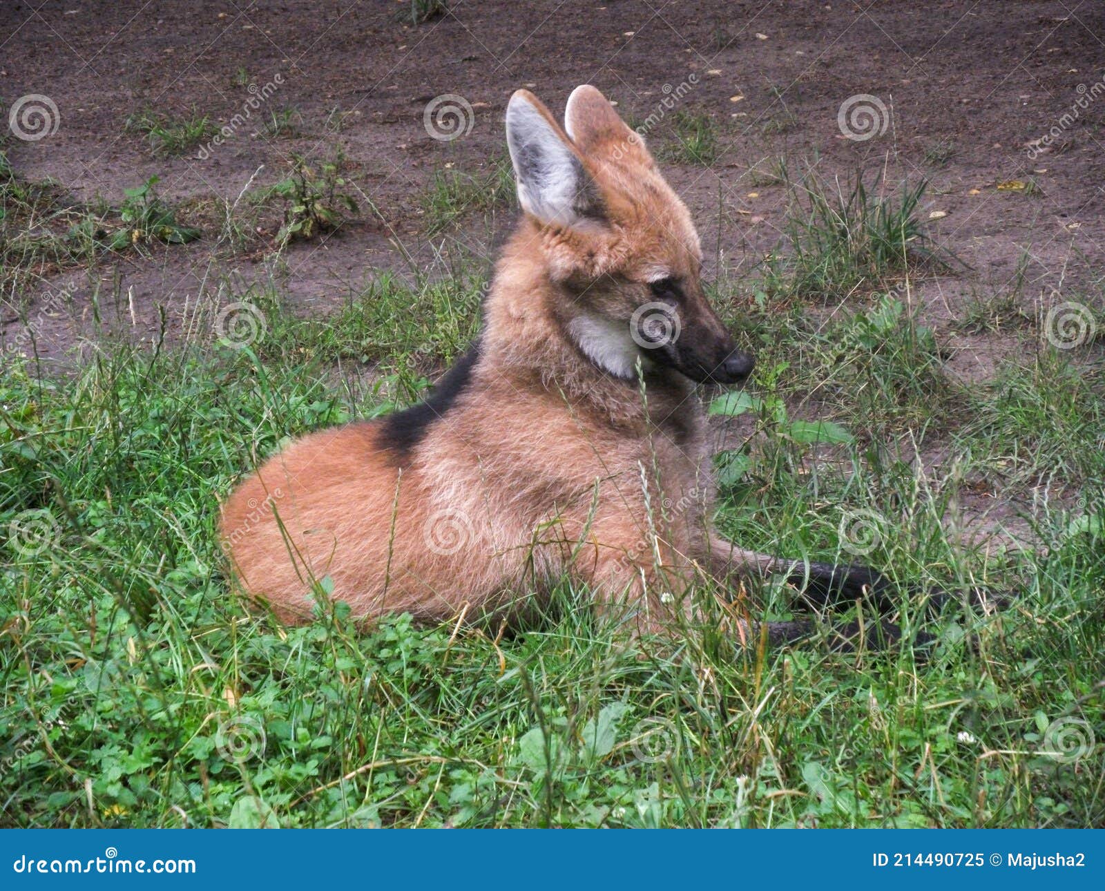 Wolf on the grass stock image. Image of grass, mammals - 214490725