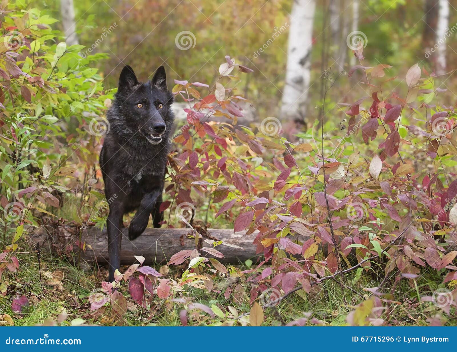 Wolf stock photo. Image of autumn, depth, canis, close - 67715296