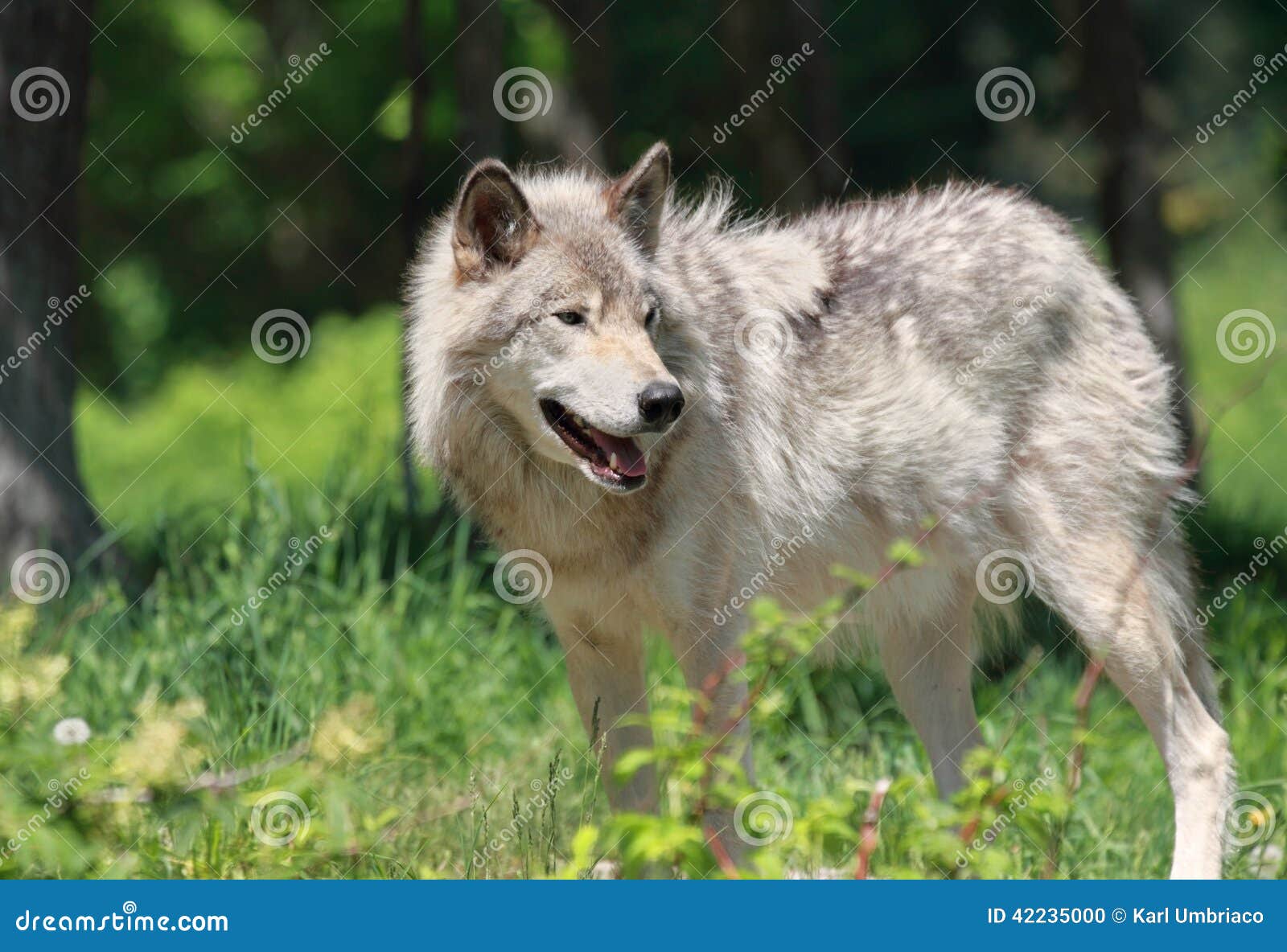 Wolf stock photo. Image of summer, animal, wolf, wildlife - 42235000