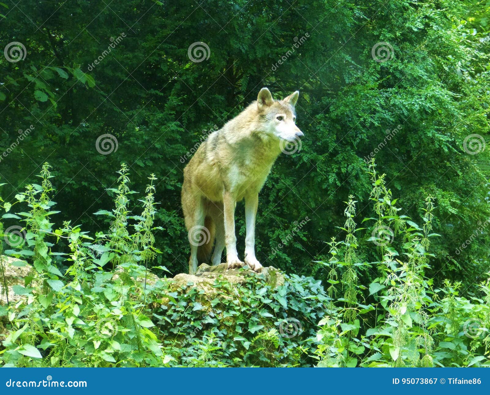Wolf stock image. Image of green, nature, animal, wolf - 95073867