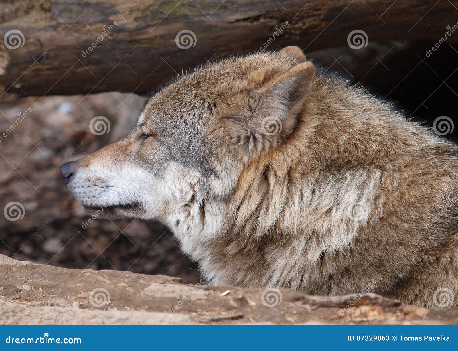Wolf stock image. Image of mammal, carnivore, grey, head - 87329863