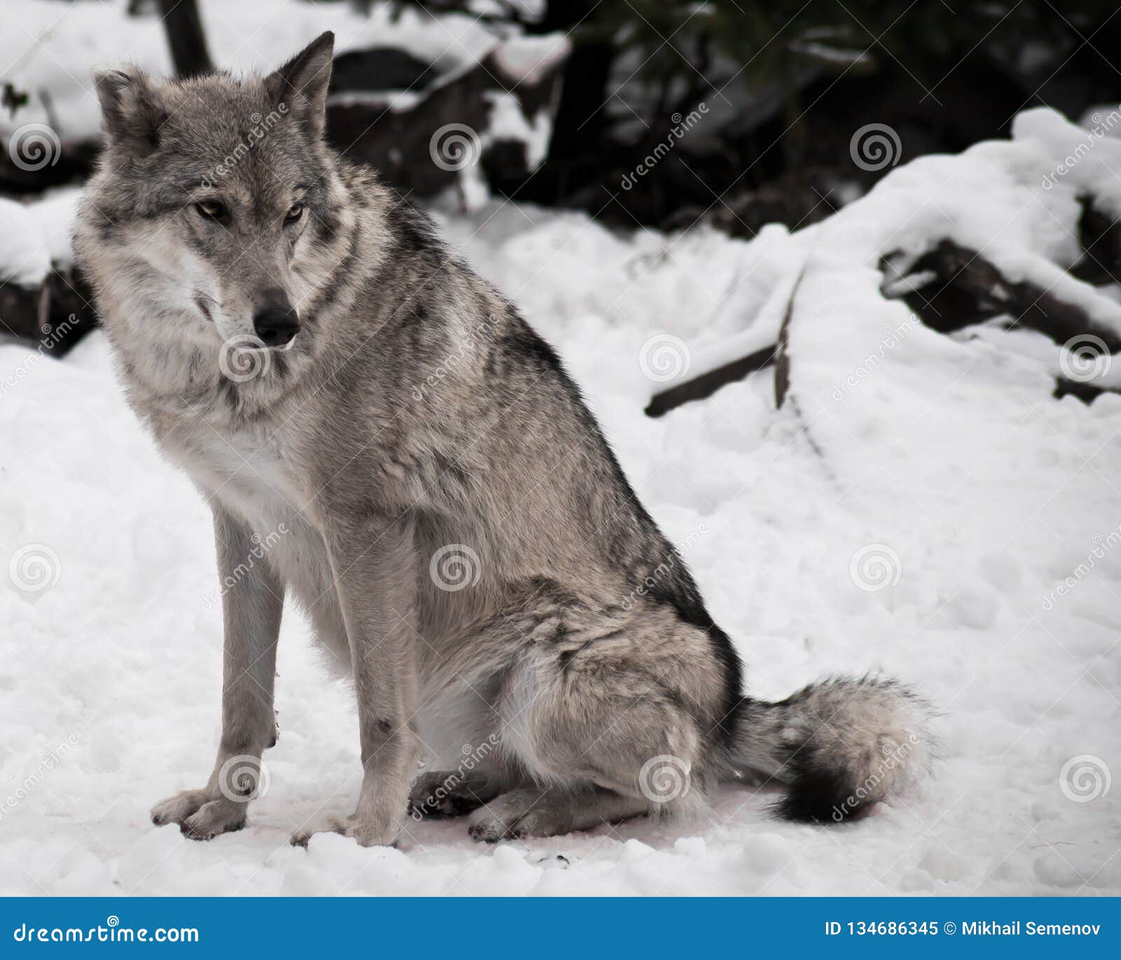 Gray wolf in the snow stock image. Image of natural - 134686345