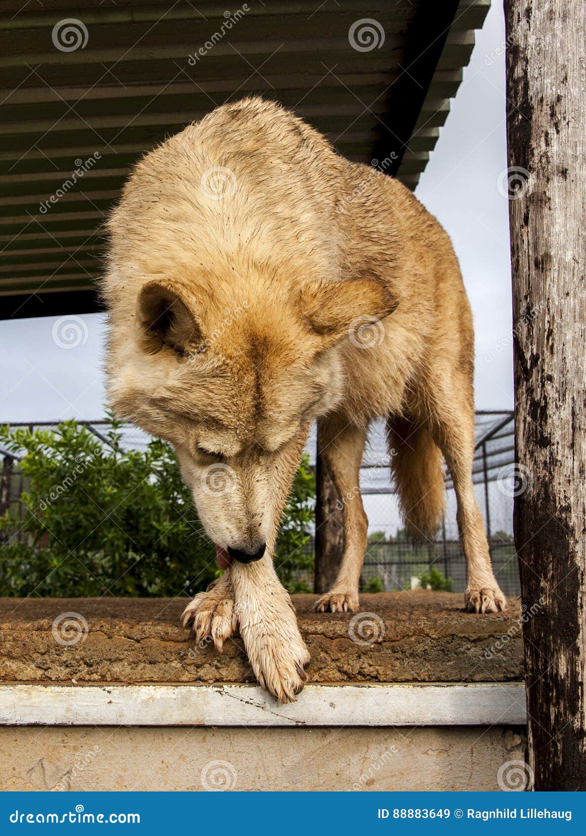 Wolf stock image. Image of claws, animallovers, nopeople - 88883649