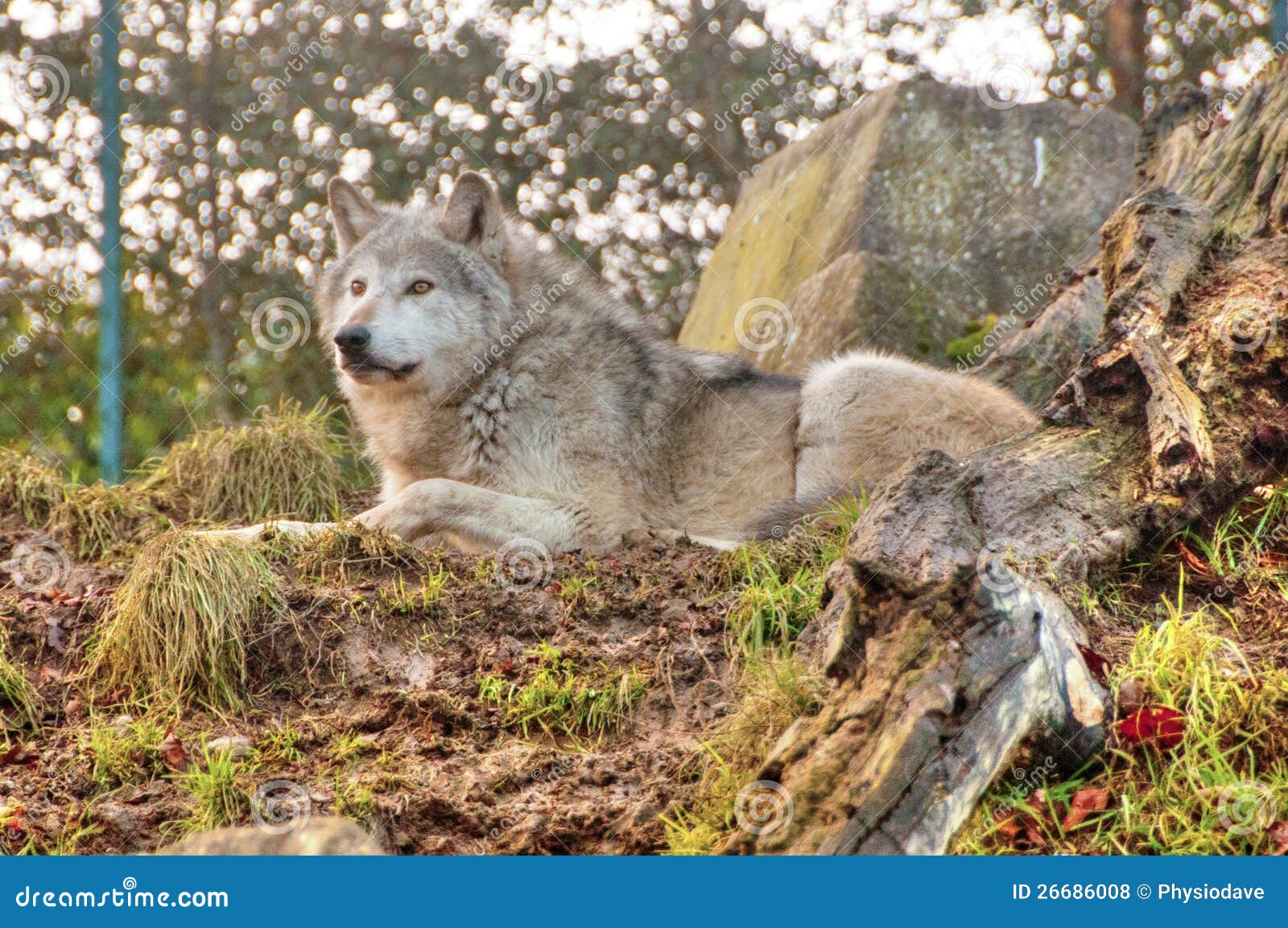 Wolf on Guard stock photo. Image of look, stare, gray - 26686008