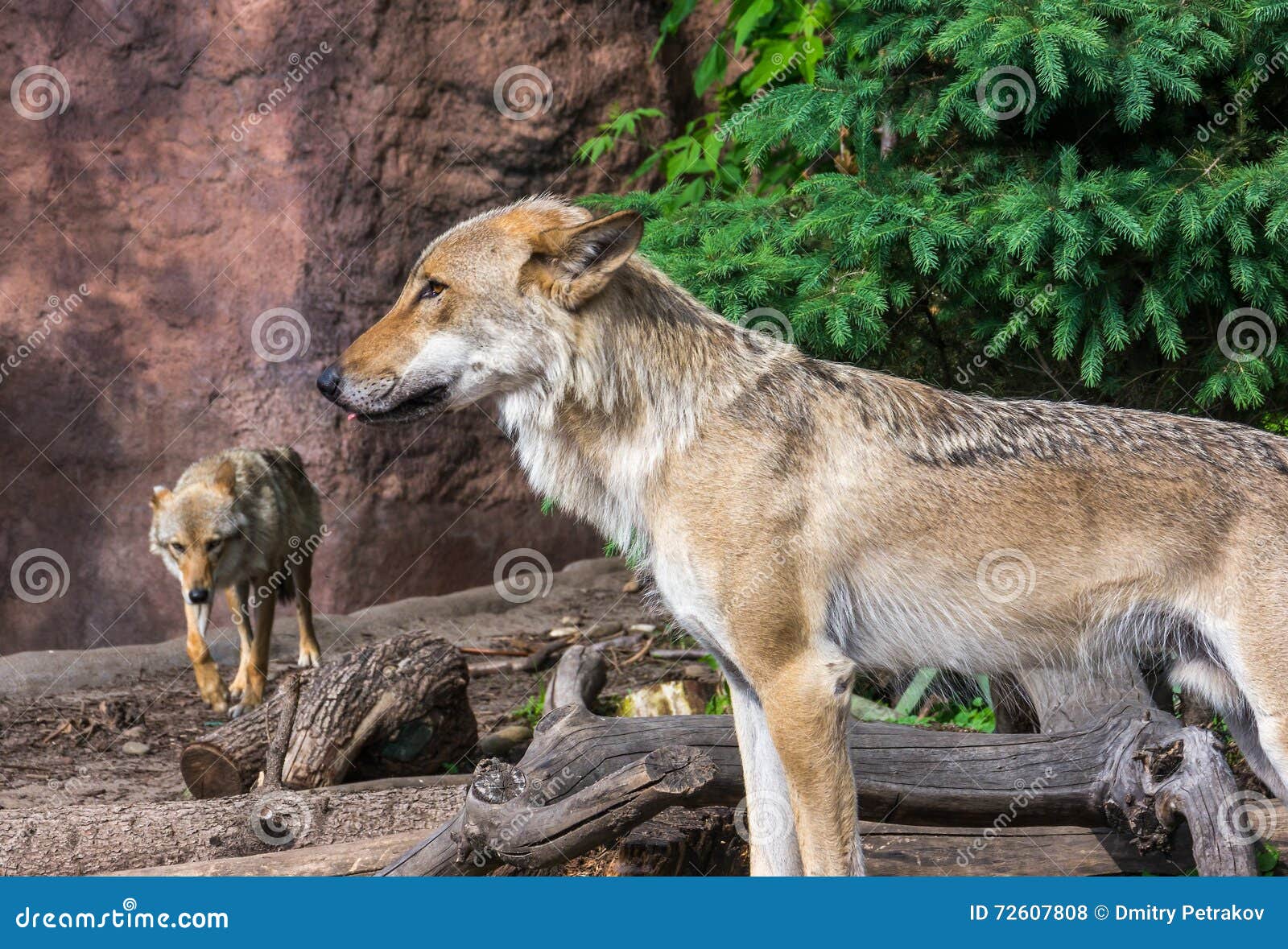 Wolf on guard stock photo. Image of pack, mammal, fierce - 72607808