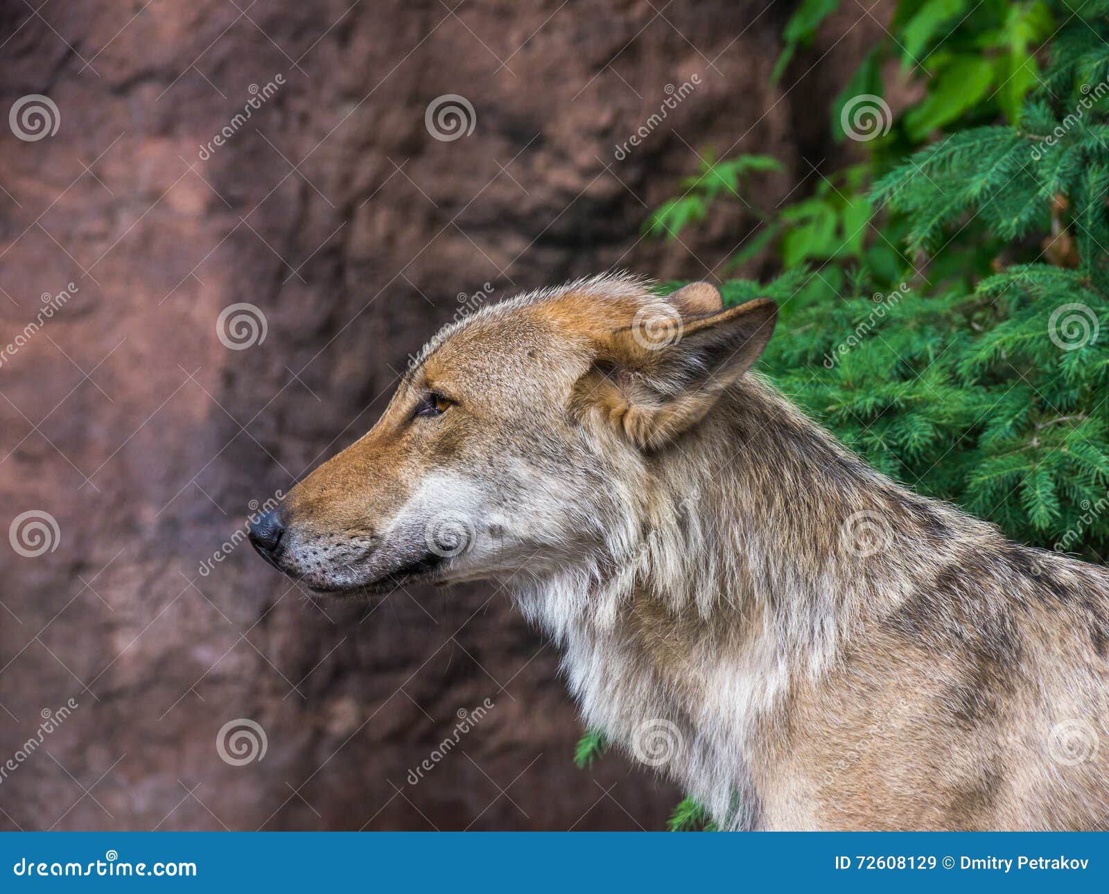 Wolf on guard stock image. Image of cute, danger, claw - 72608129