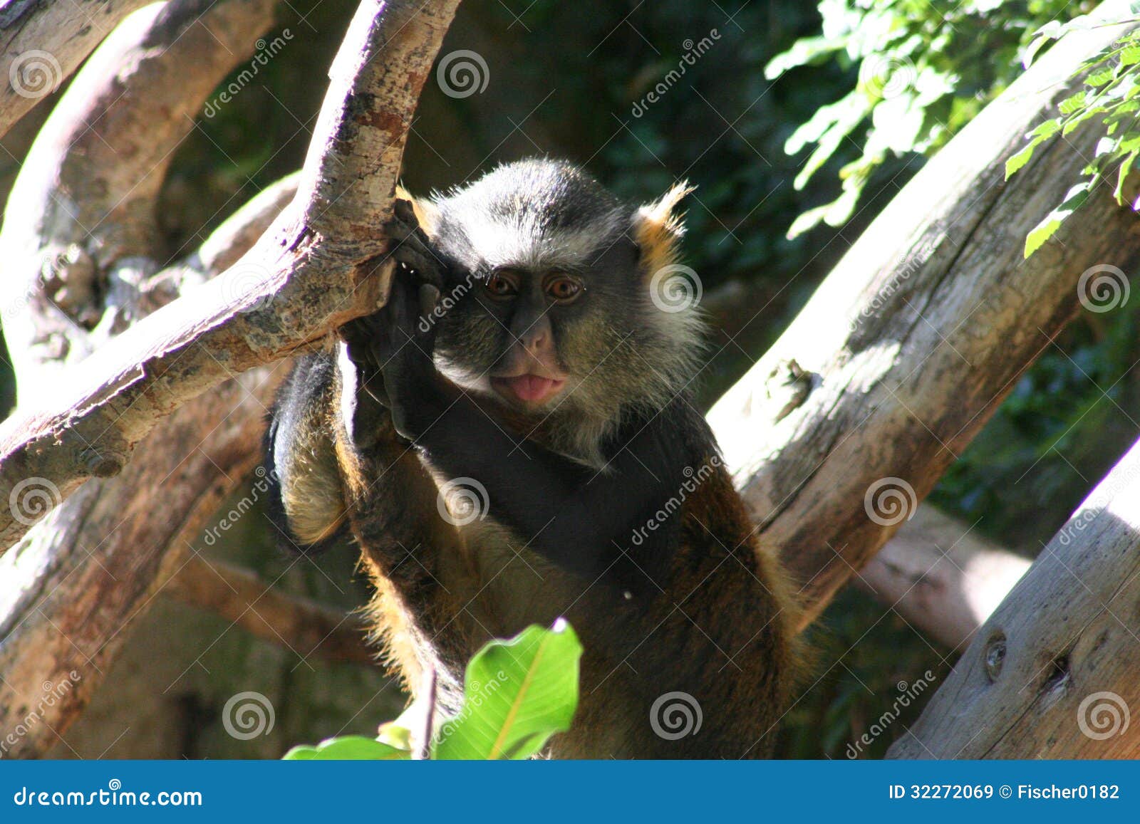 Wolf Guenon (Cercopithecus Wolfi Wolfi) Stock Image - Image of wolf ...
