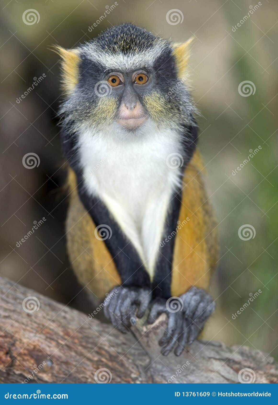 Wolf Guenon Monkey, Africa Big Eyed Gremlin Stock Image - Image of ...