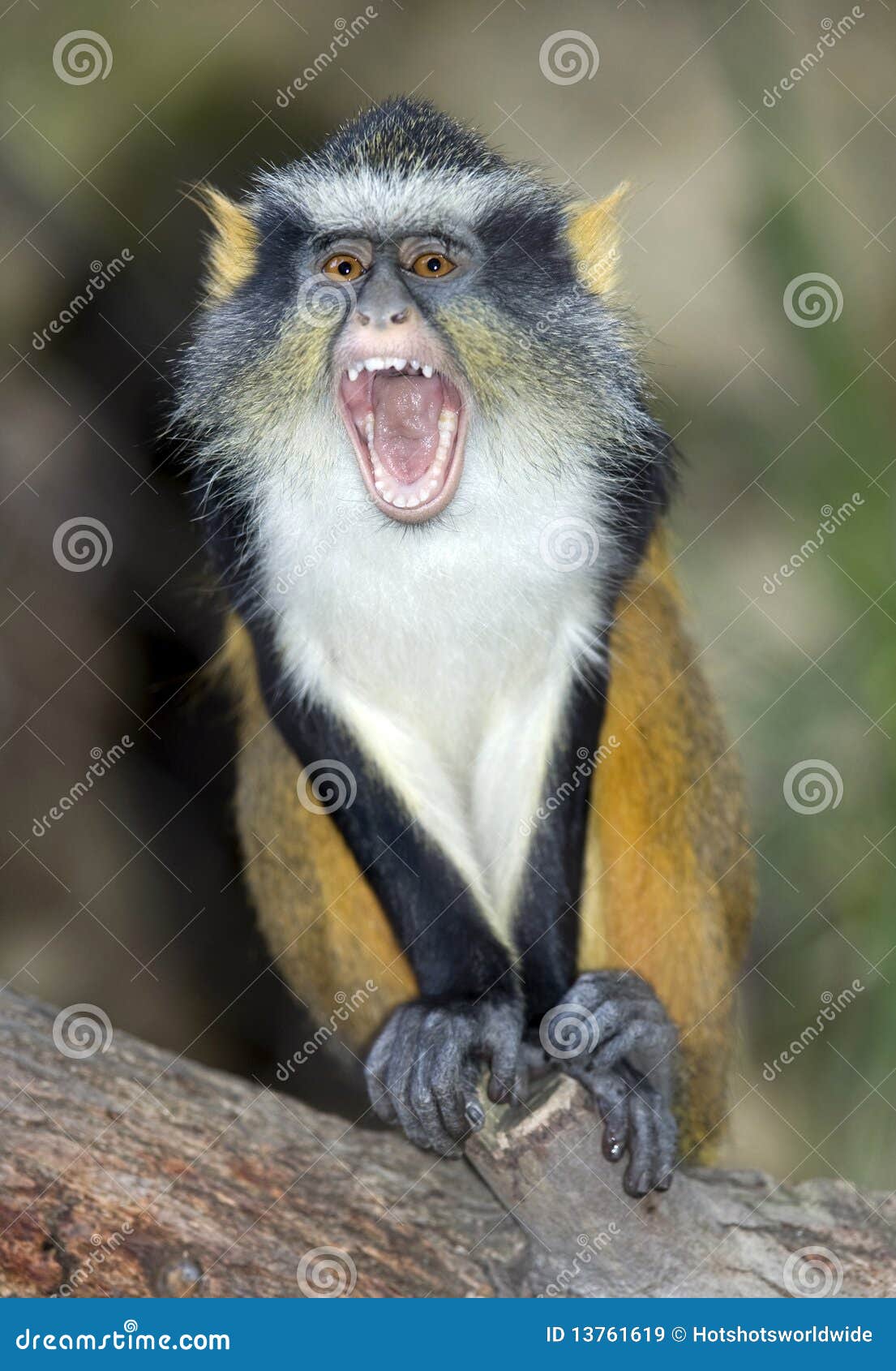 Wolf`s Monkey Cercopithecus Wolfi Stock Image | CartoonDealer.com #97000501