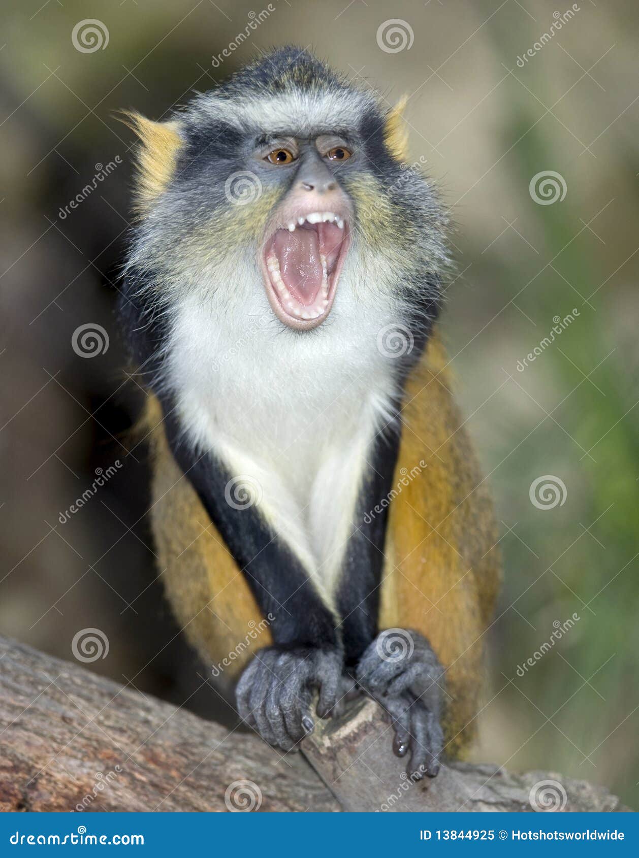 Wolf Guenon Monkey, Africa, Gorilla, Chimpanzee Stock Image - Image of ...