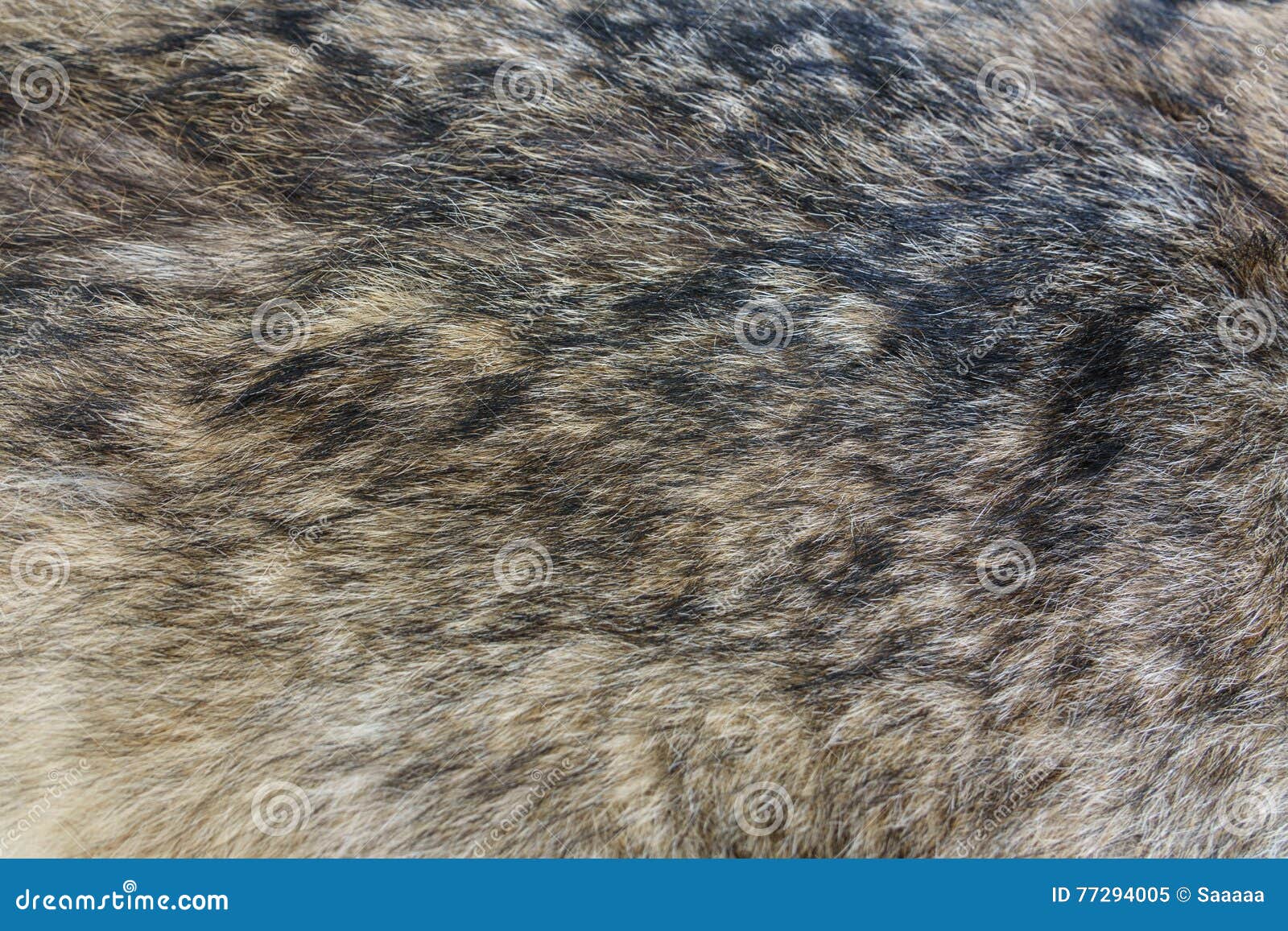 Wolf Hair Background, Canis Lupus Signatus Stock Image - Image of hair ...